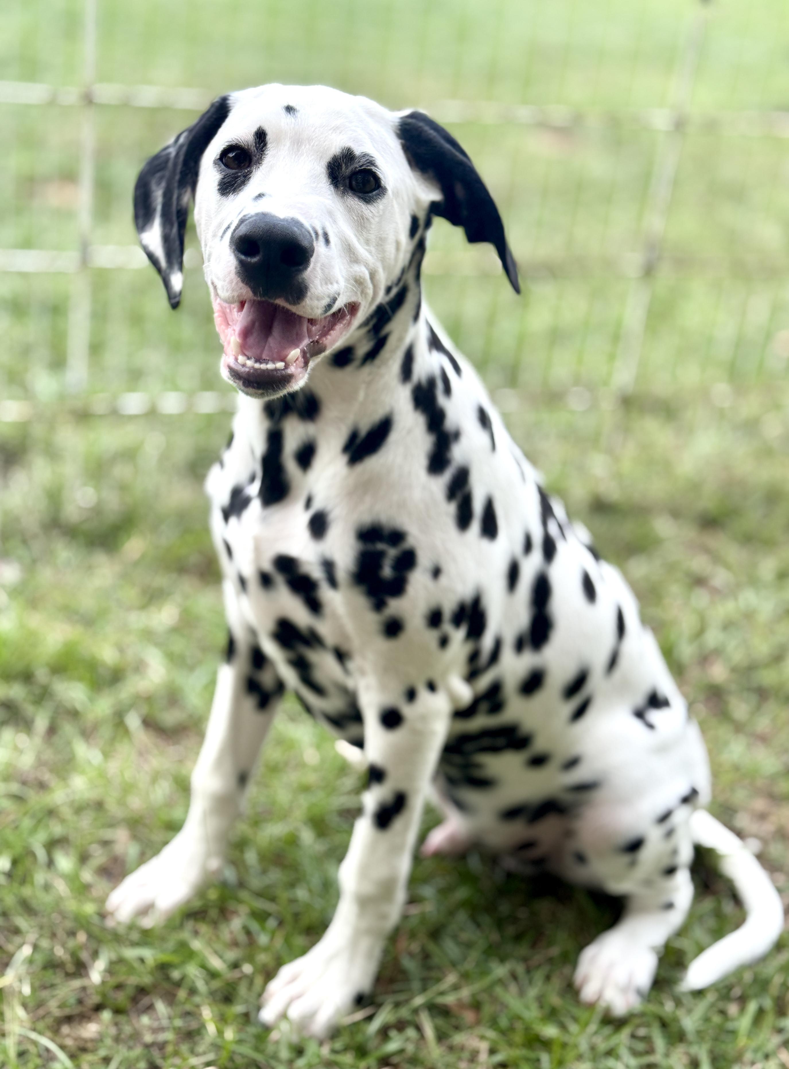 Dog for adoption - Roman, a Dalmatian in Harrisburg, PA | Petfinder