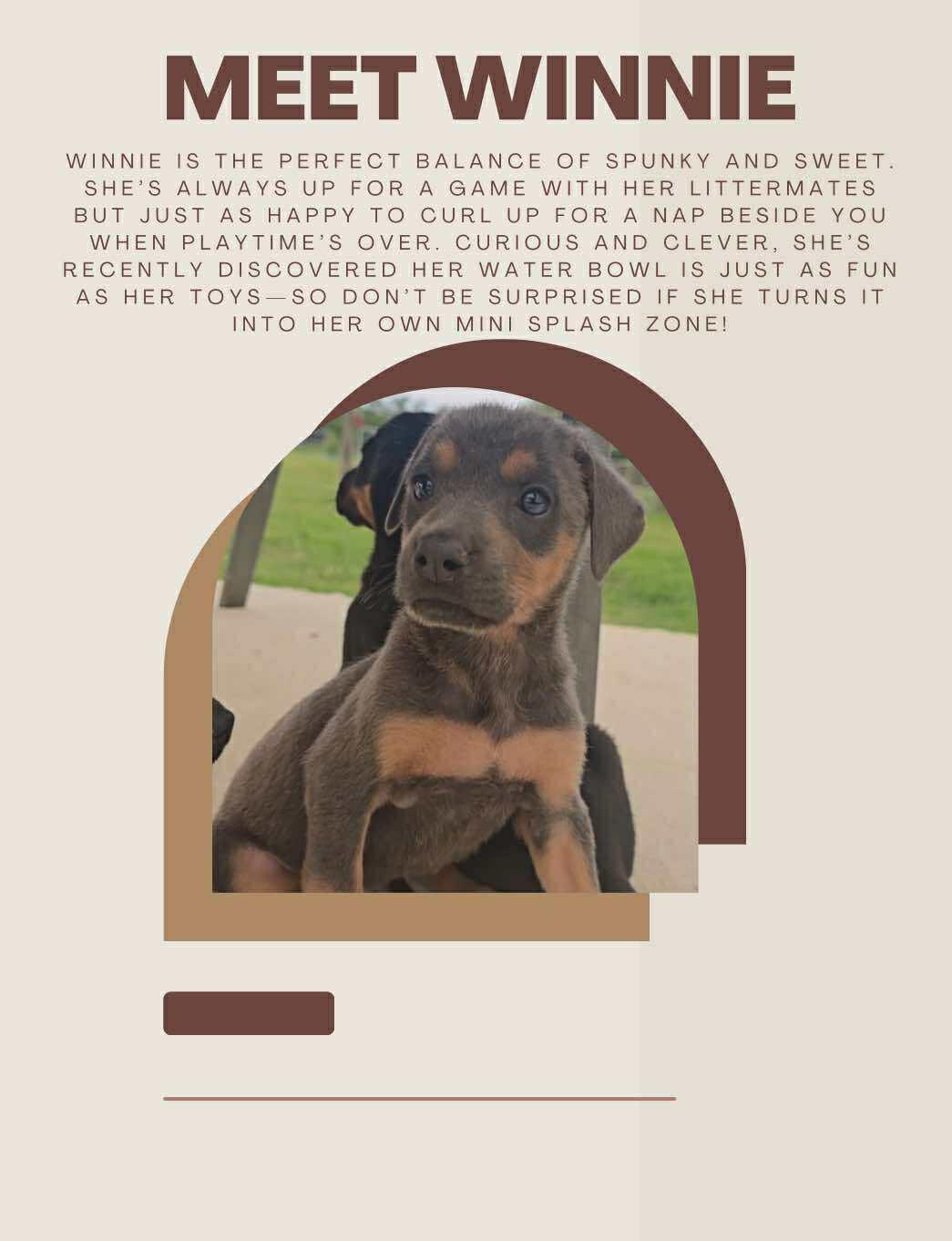 Dog for adoption - Winnie, a Mixed Breed in Wantagh, NY | Petfinder