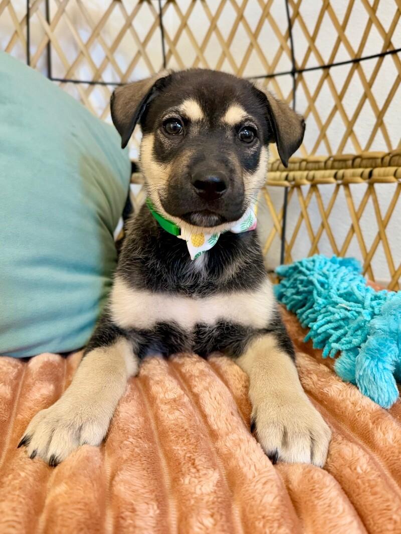 Dog for adoption - Dannon Dobie, a Doberman Pinscher & Labrador ...