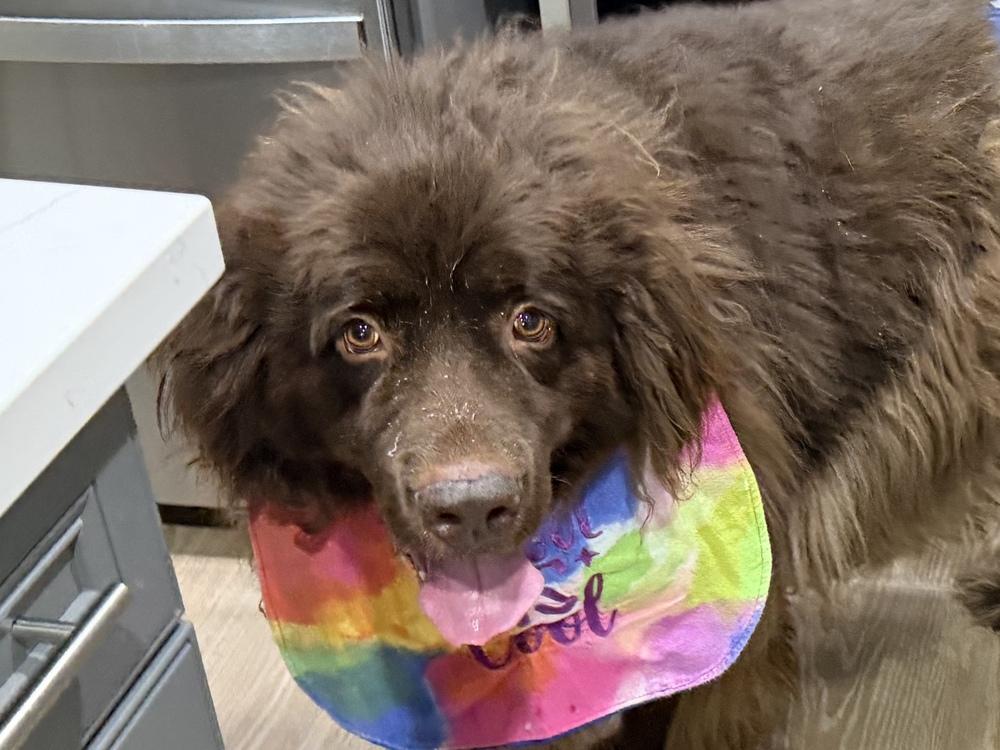 Bronco - Adoptable Pet | Petfinder | Petfinder