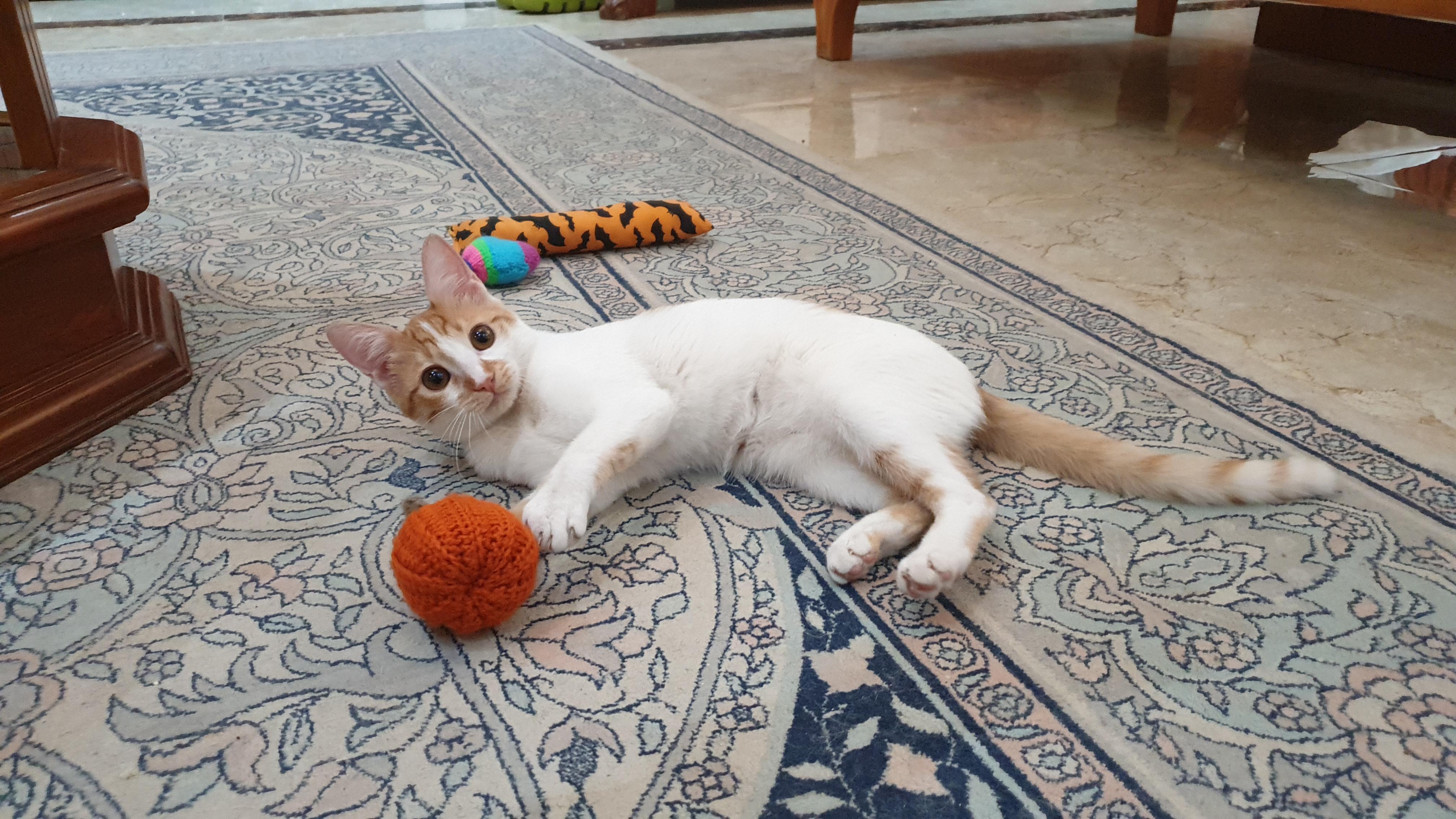 Fayrouz - Adoptable Pet | Petfinder | Petfinder
