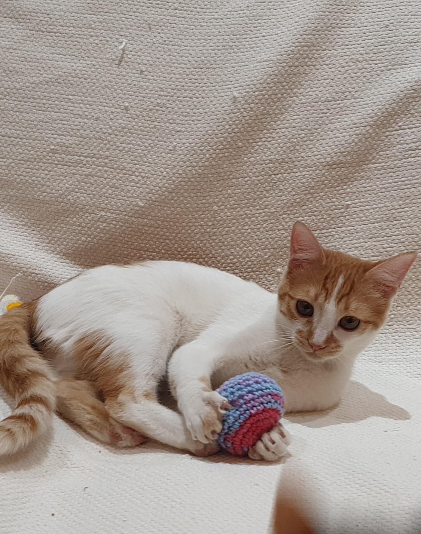 Fayrouz - Adoptable Pet | Petfinder | Petfinder