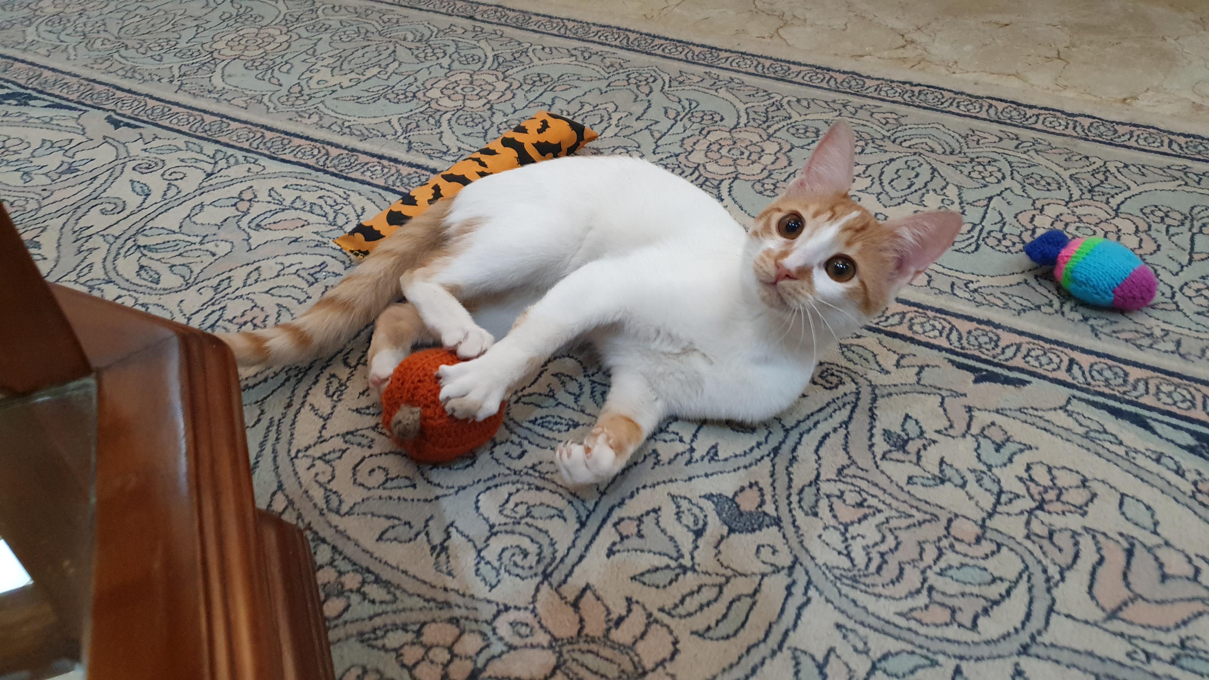 Fayrouz - Adoptable Pet | Petfinder | Petfinder