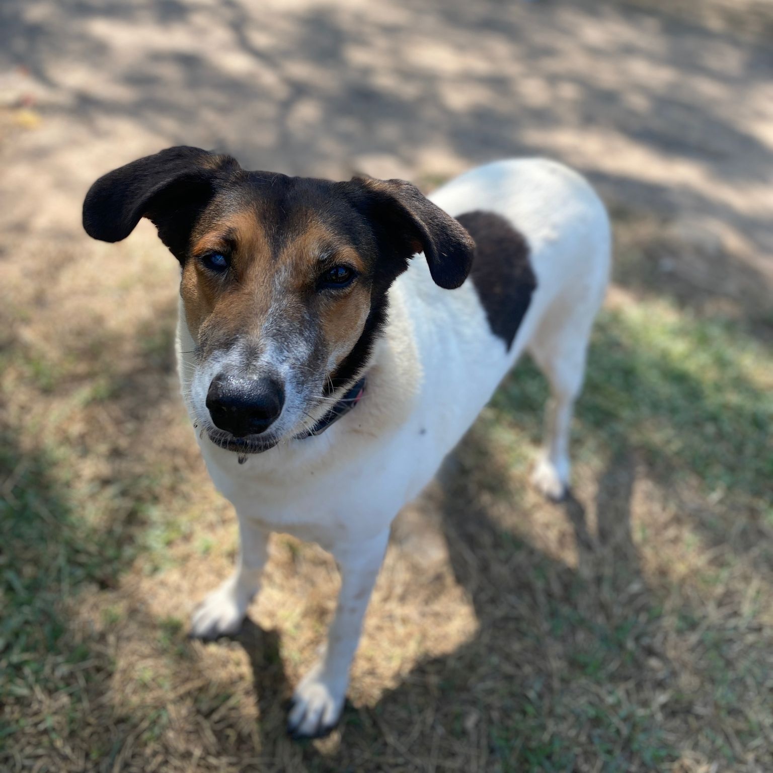 Dog for adoption - Regina, a Mixed Breed in San Francisco, CA | Petfinder