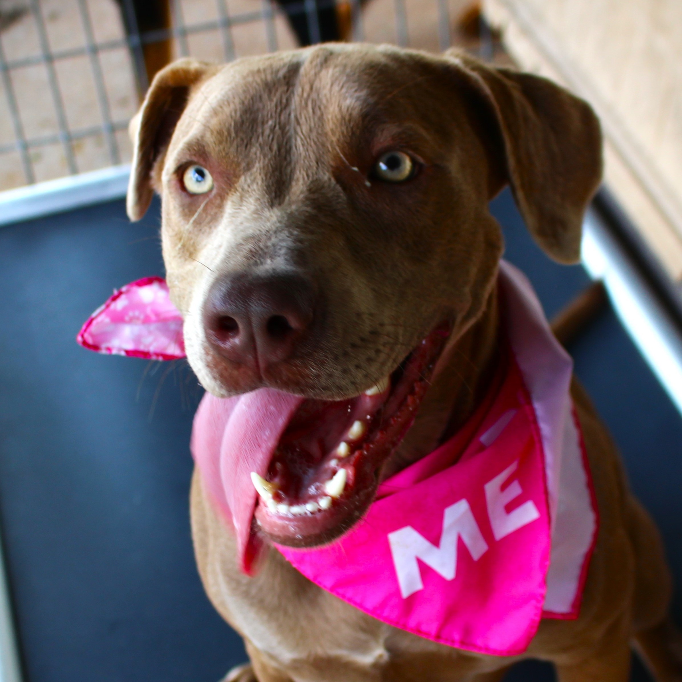 Dog for adoption - Annabelle, a Weimaraner in Chattanooga, TN | Petfinder