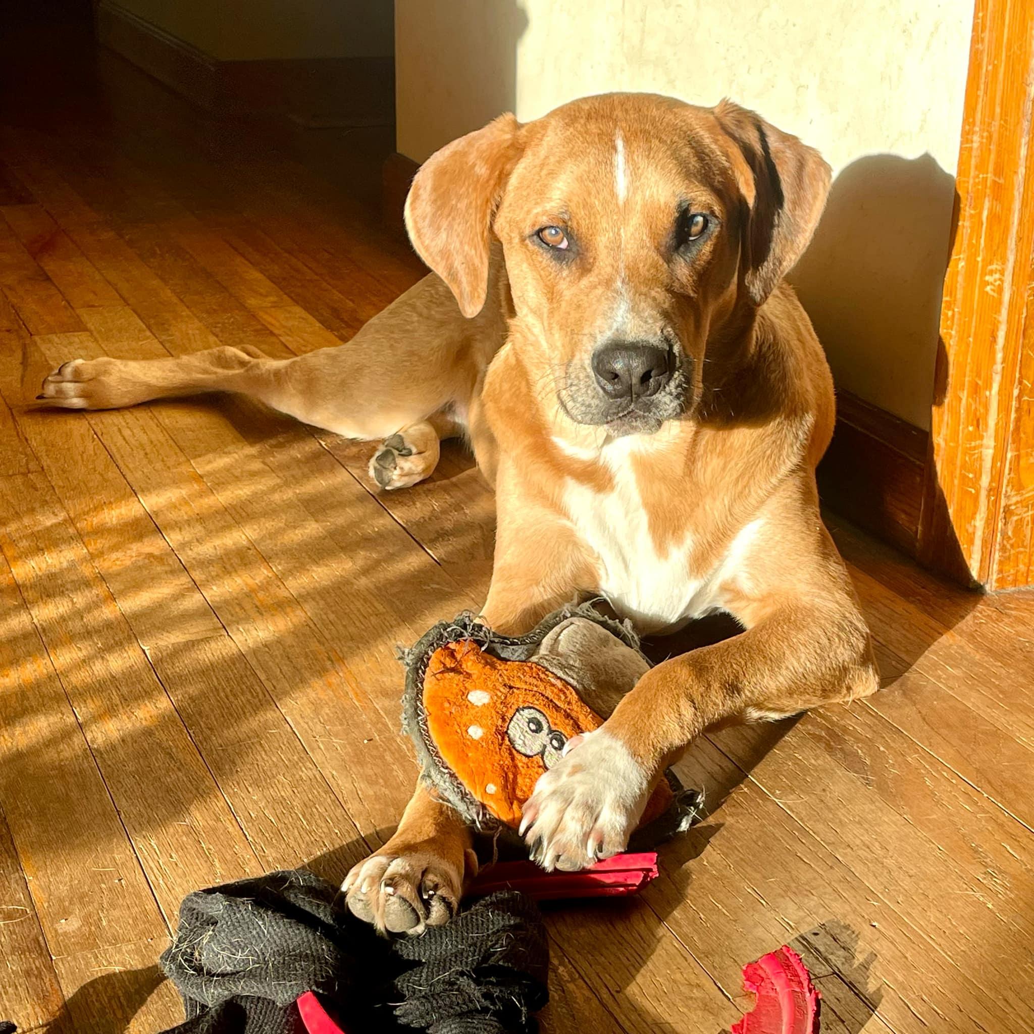 Dog for adoption - Cedar, a Yellow Labrador Retriever & Catahoula ...