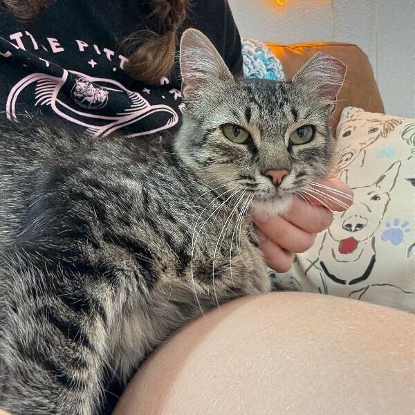 Cat for adoption - Ivy Chavez, a Domestic Medium Hair & Tabby Mix in ...