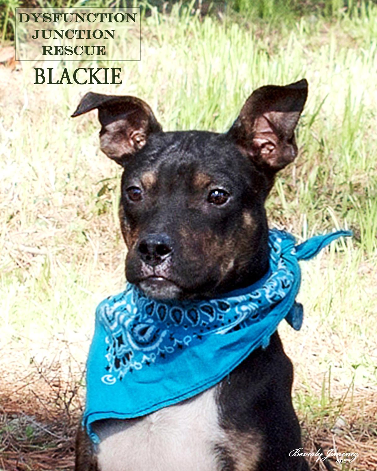 Dog for adoption - Blackie, a Terrier Mix in Jeffersonville, GA | Petfinder