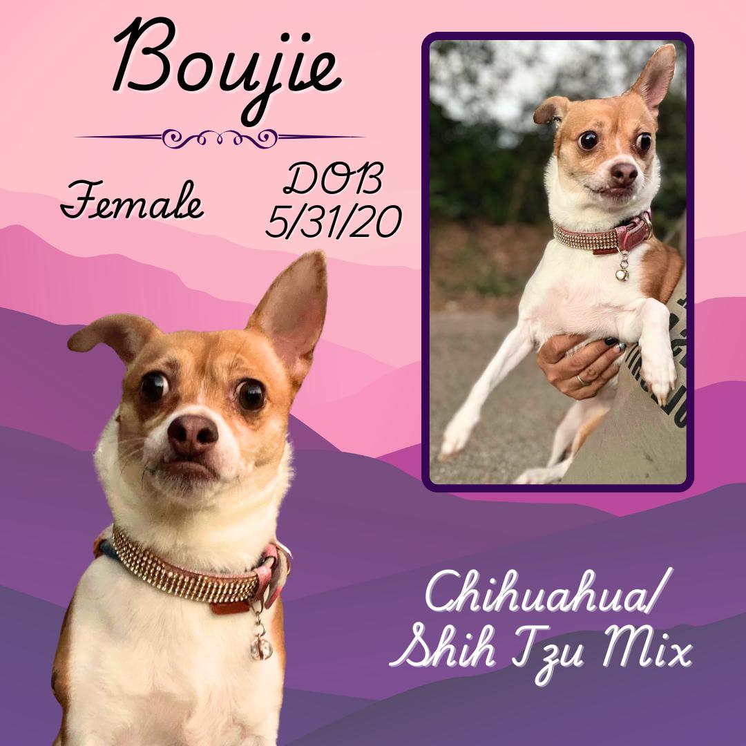 Dog for adoption - Boujie, a Chihuahua & Shih Tzu Mix in Wytheville, VA ...