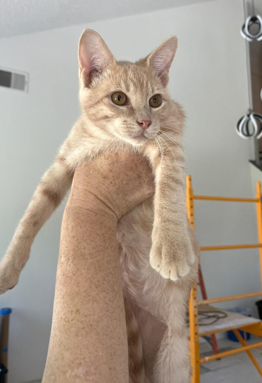 Cat for adoption - Burrito, a Tabby in Clive, IA | Petfinder