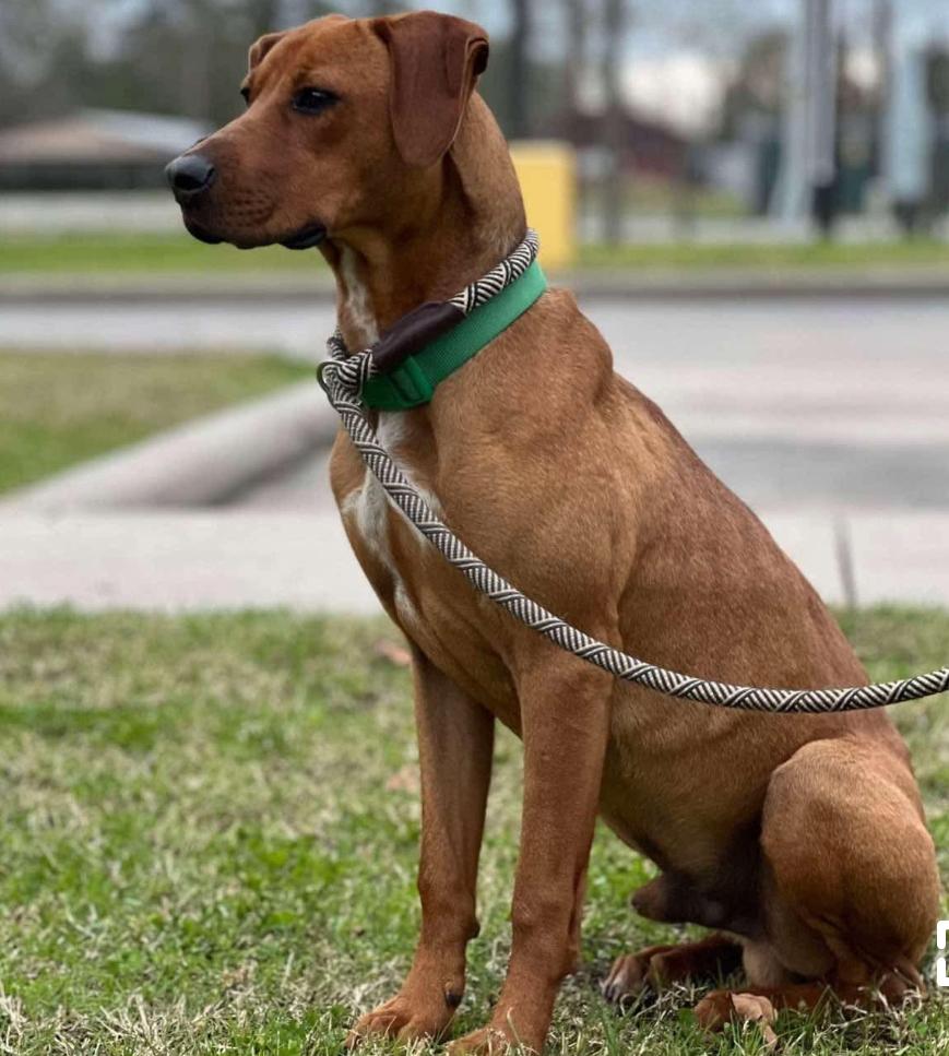 Dog for adoption - Jiminy, a Rhodesian Ridgeback Mix in Barkhamsted, CT ...