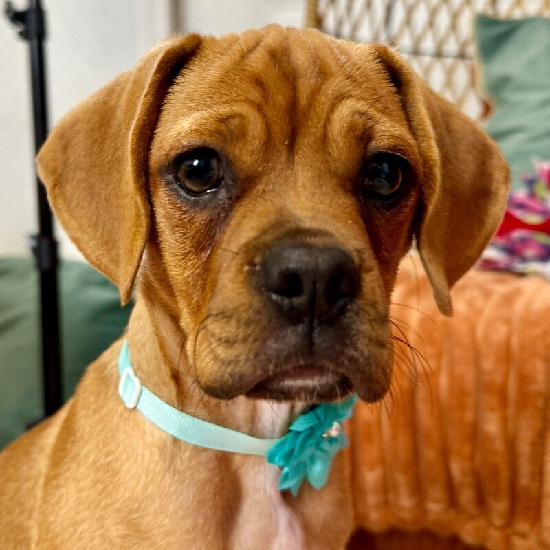 Dog for adoption - Autumn Boyle, a Puggle Mix in Hartford, CT | Petfinder