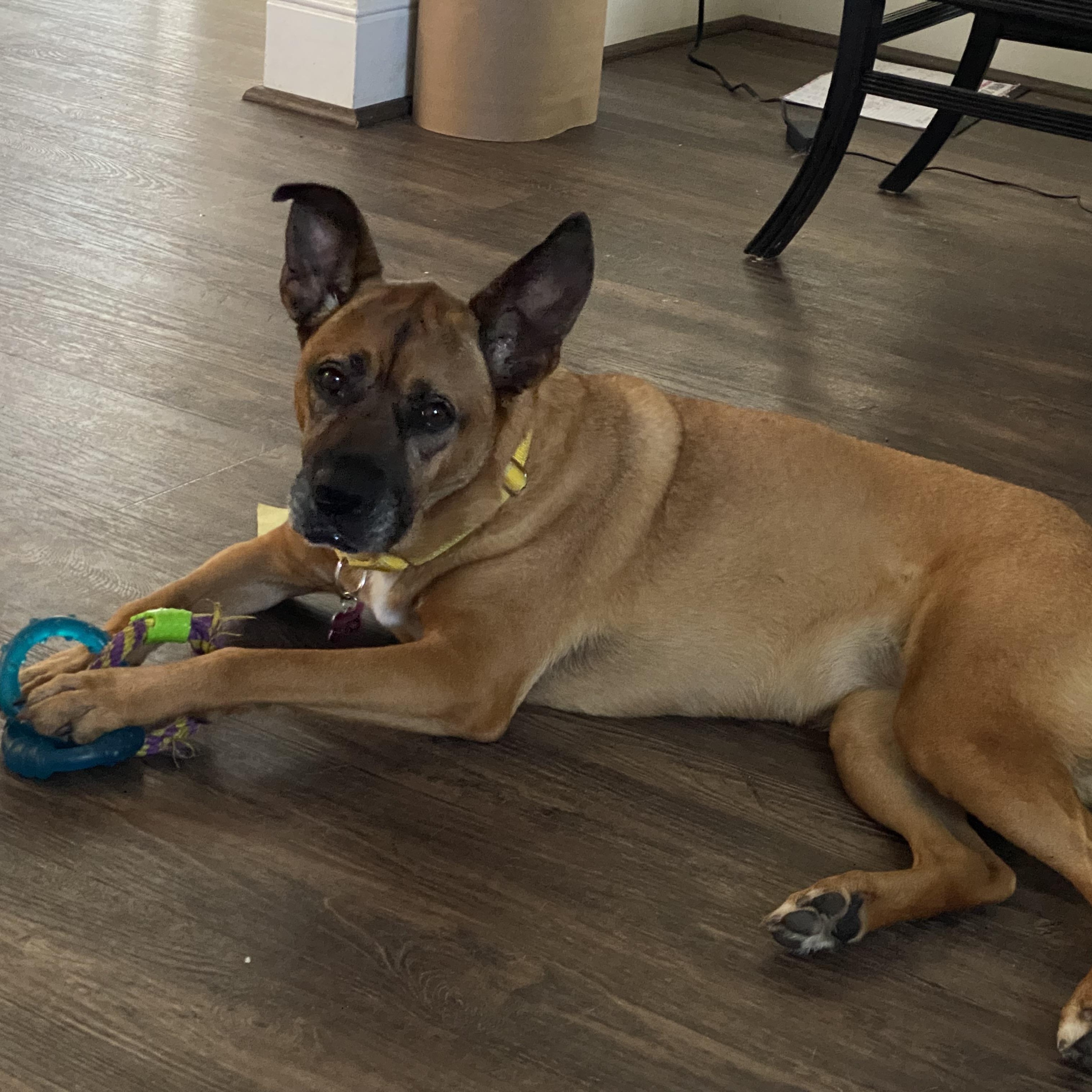Dog for adoption - Alexis, a Black Mouth Cur Mix in Portland, OR ...