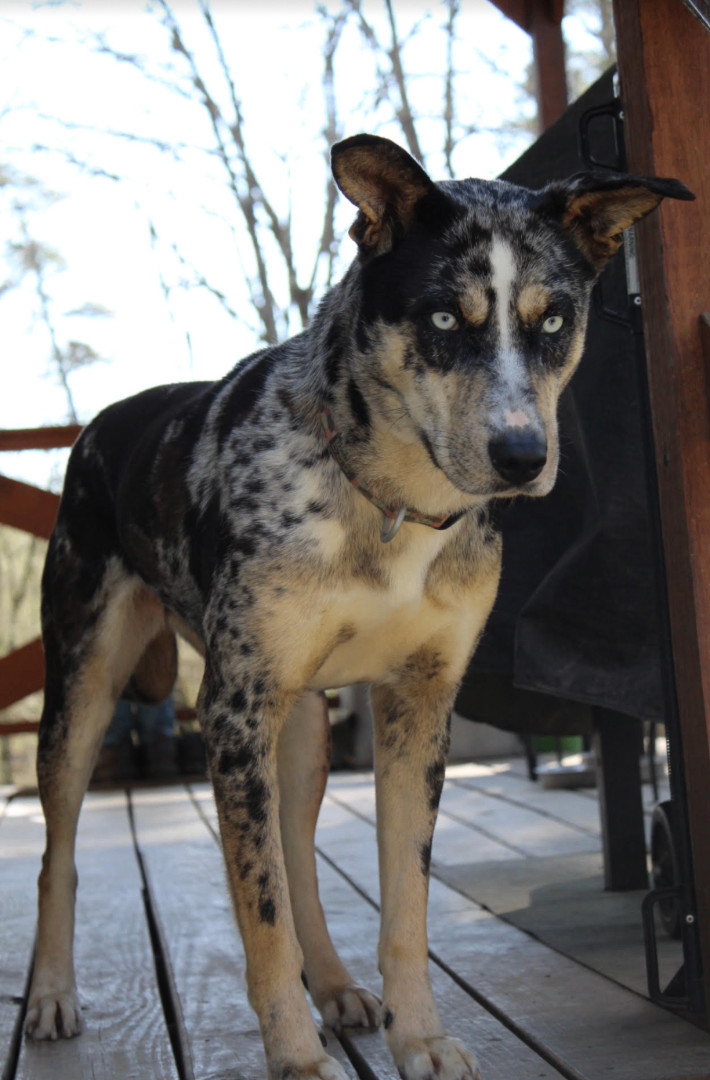 Dog for adoption - Maxine, a Husky & Catahoula Leopard Dog Mix in ...