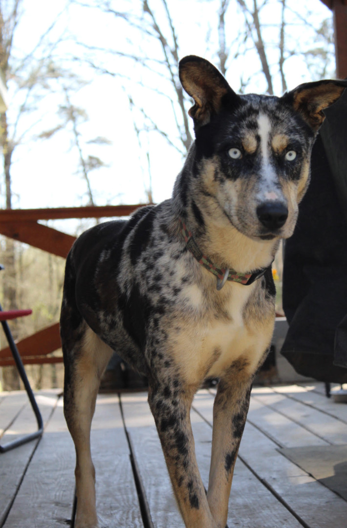 Dog for adoption - Maxine, a Husky & Catahoula Leopard Dog Mix in ...