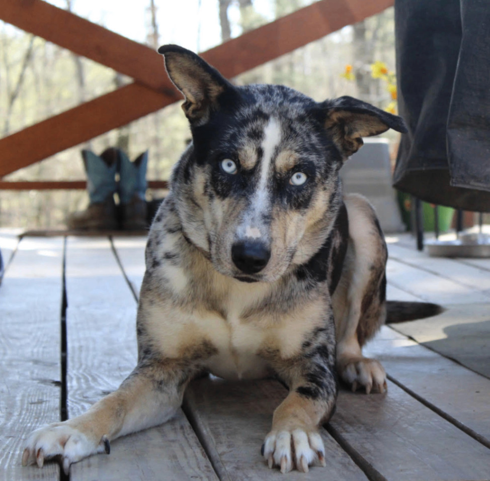 Dog for adoption - Maxine, a Husky & Catahoula Leopard Dog Mix in ...