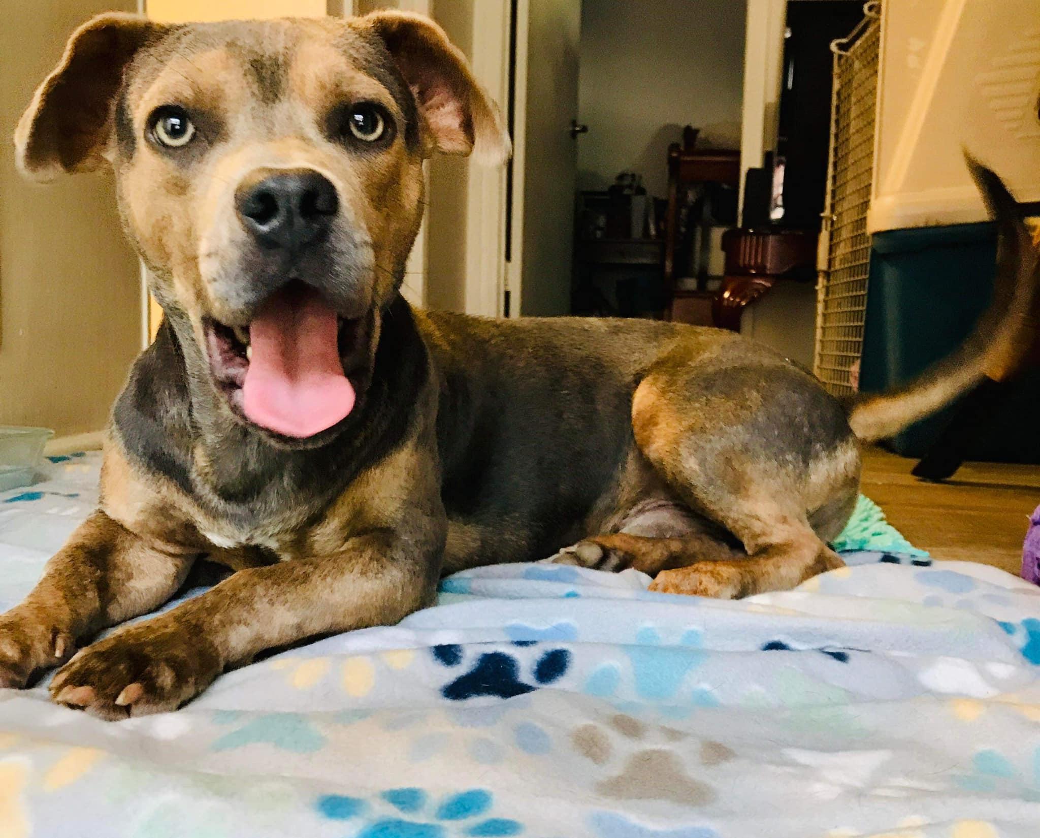 Dog for adoption - Brownie, a Dachshund in Spokane, WA | Petfinder