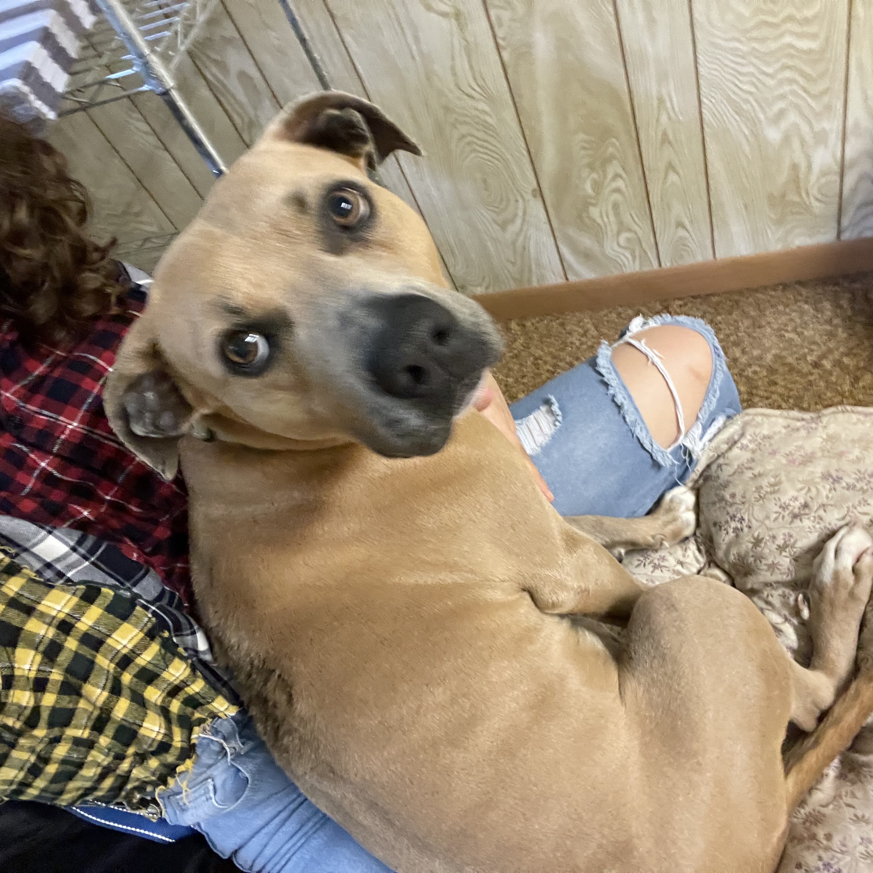 Dog for adoption - GUS (VERY LOYAL, LOVING & SMART) *****SEE NEW CUTE ...