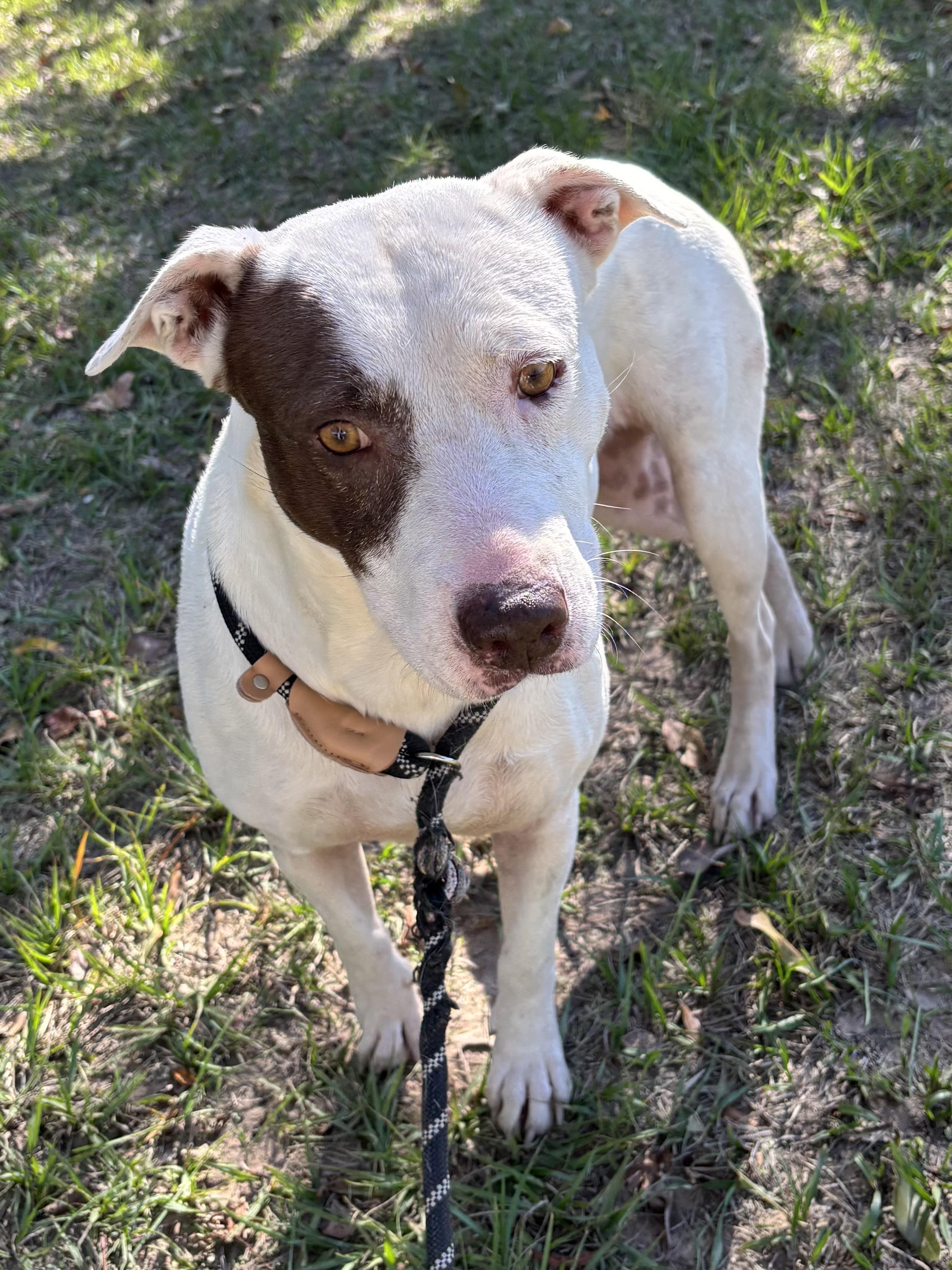 Dog for adoption - Piper, a Pit Bull Terrier Mix in Austin, TX | Petfinder