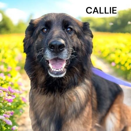 Dog for adoption - Callie, a German Shepherd Dog in South Bend, IN ...
