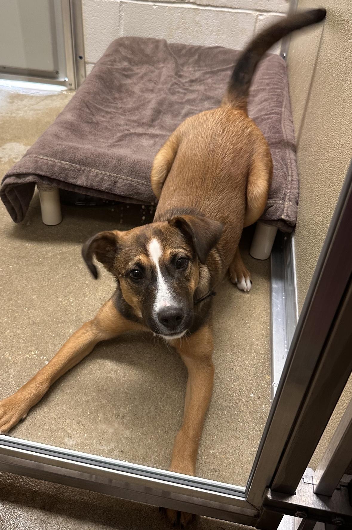 Dog for adoption - Maple, a Mixed Breed in Ocean City, NJ | Petfinder