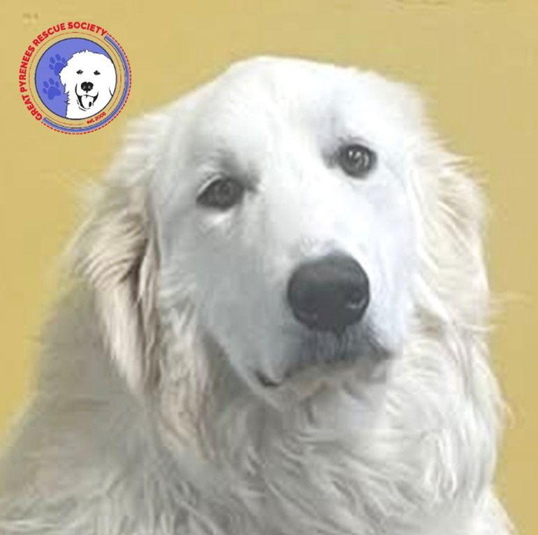 Dog for adoption - Candy bonded with Dandy, a Great Pyrenees in ...