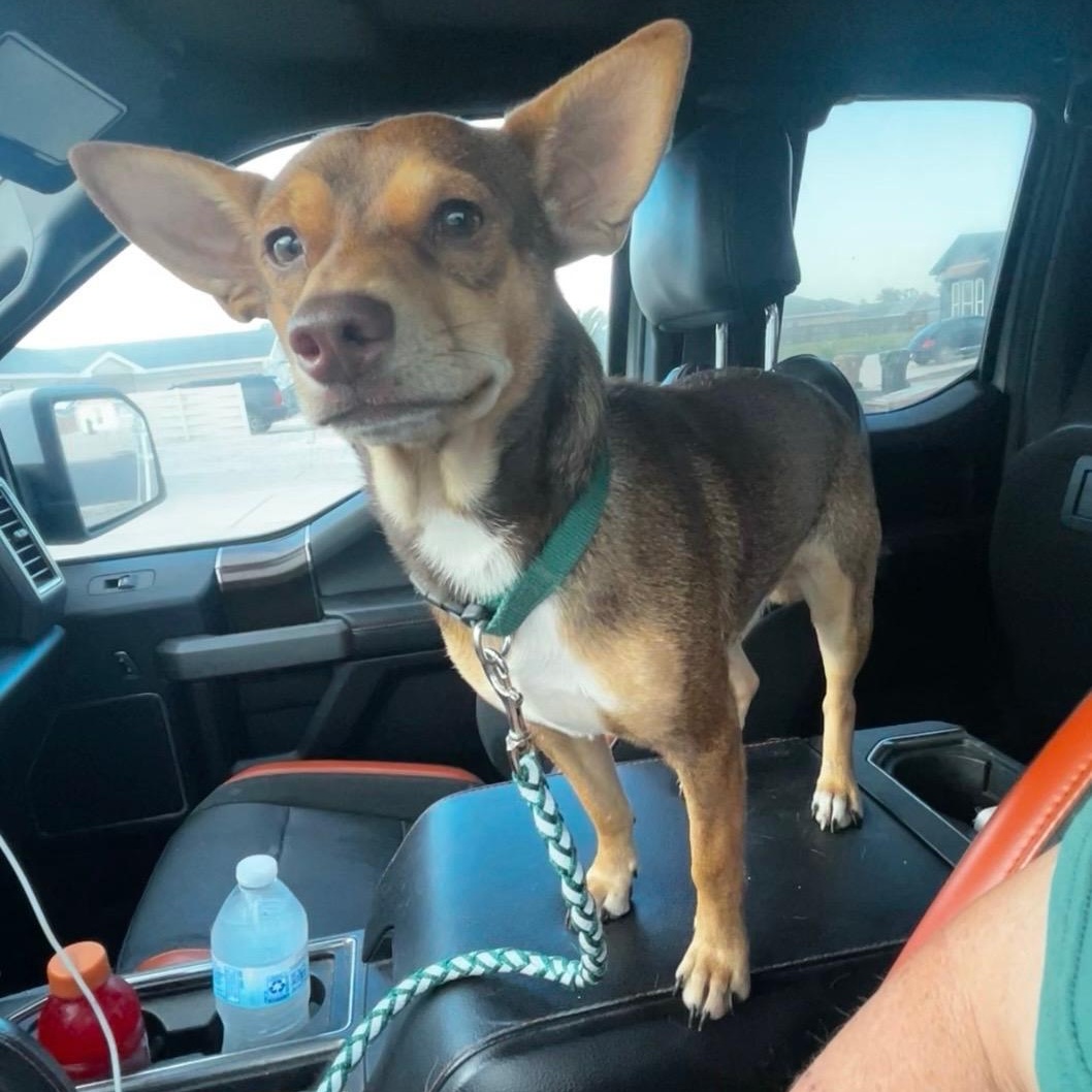 Dog for adoption - Zeus, a Chihuahua Mix in Denver, CO | Petfinder