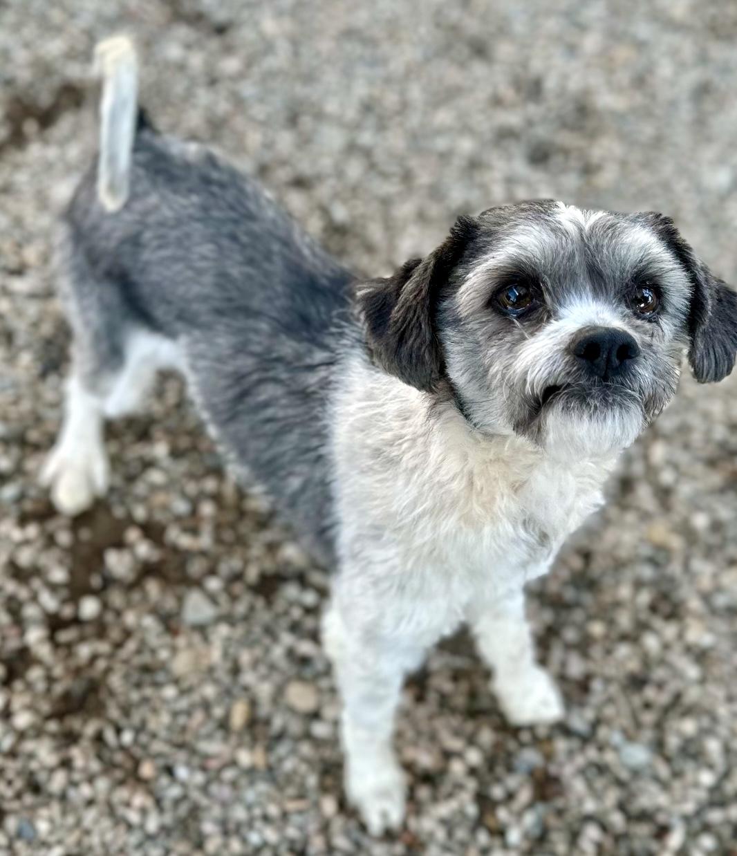 Dog for adoption - Lil Bean (Hypoallergenic), a Shih Tzu & Shih poo Mix ...