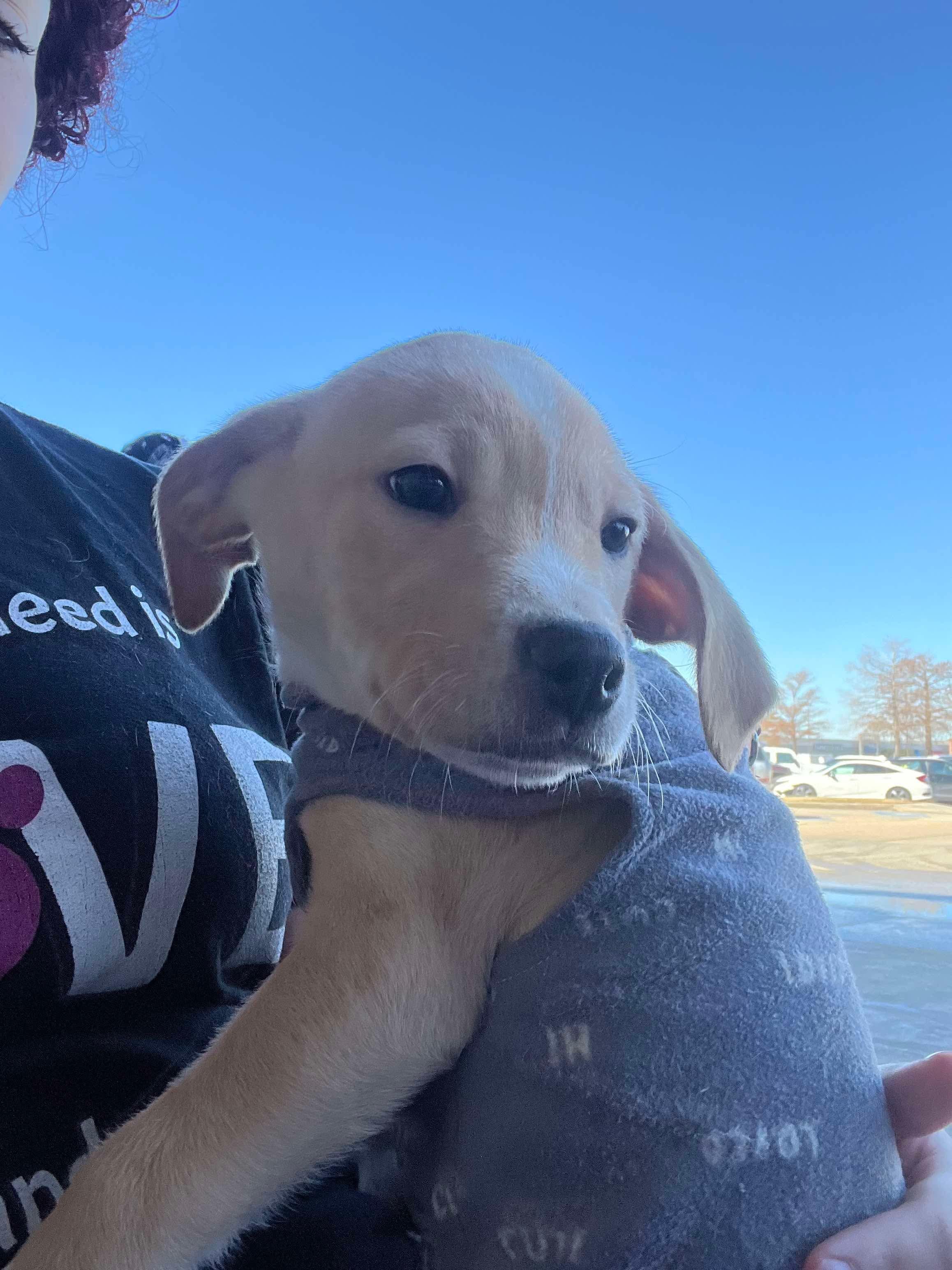 Dog for adoption - Drax, a Hound Mix in Waggaman, LA | Petfinder