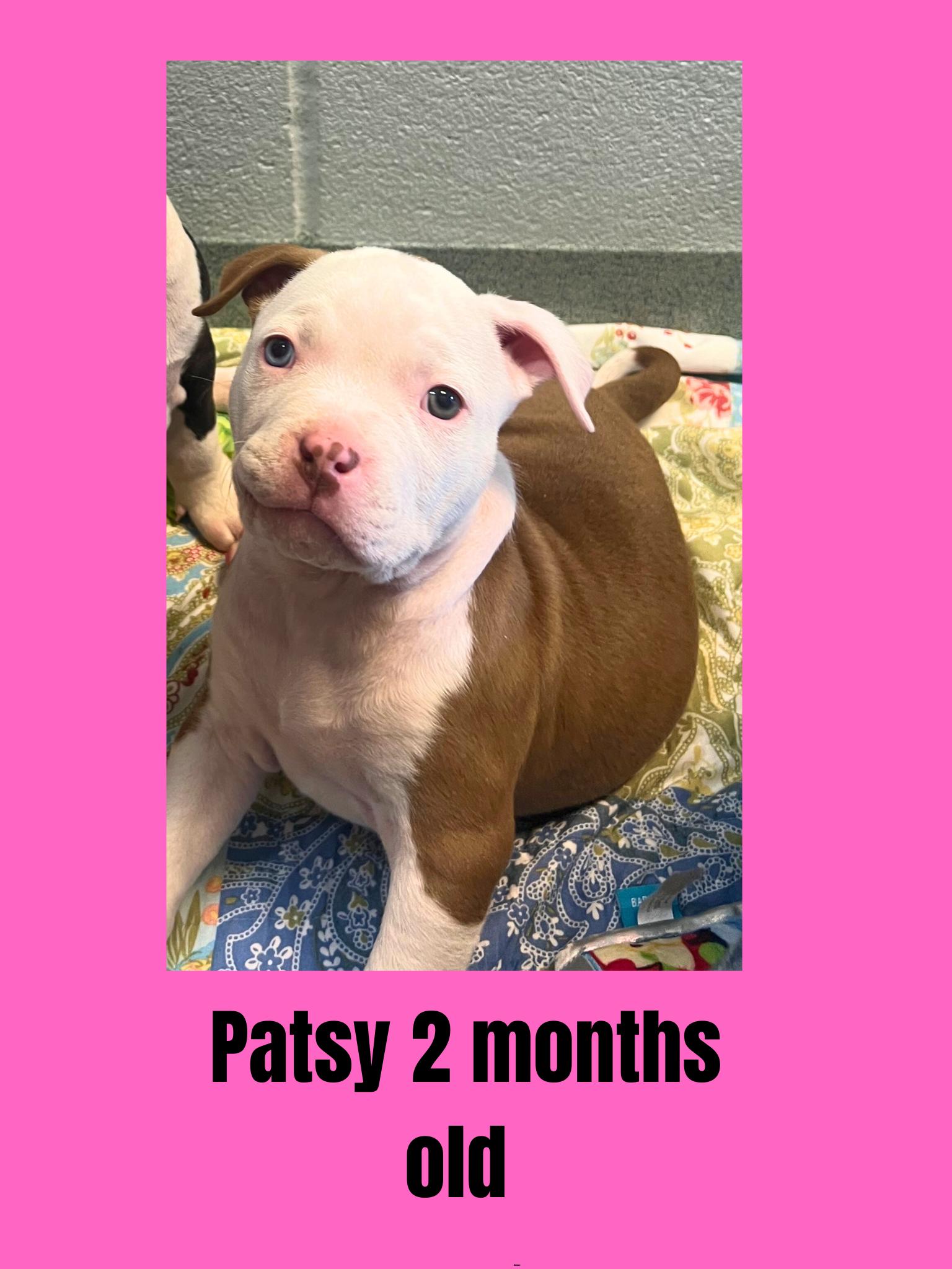 Dog for adoption - Patsy, a Mixed Breed in Ravenna, OH | Petfinder