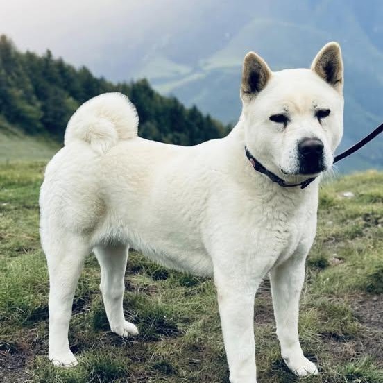 Dog for adoption - Nakita, an Akita in St Joseph, MI | Petfinder