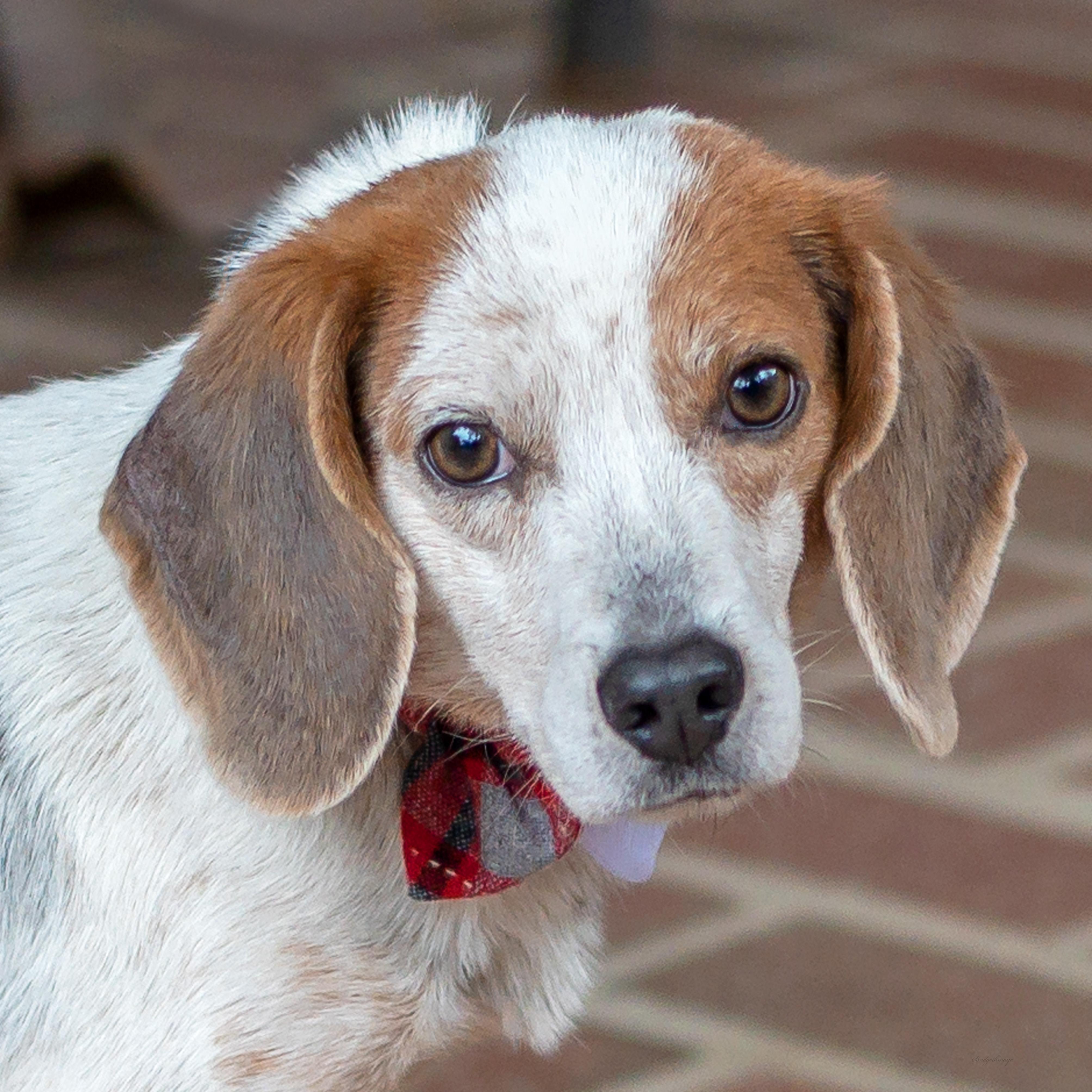 Dog for adoption - Henry, a Beagle Mix in Baton Rouge, LA | Petfinder