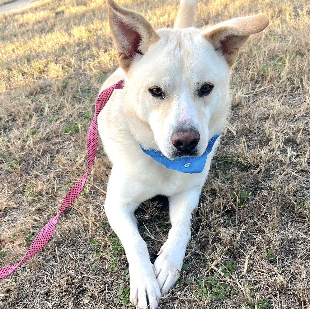 Dog for adoption - Randy, a Mixed Breed in Mount Arlington, NJ | Petfinder