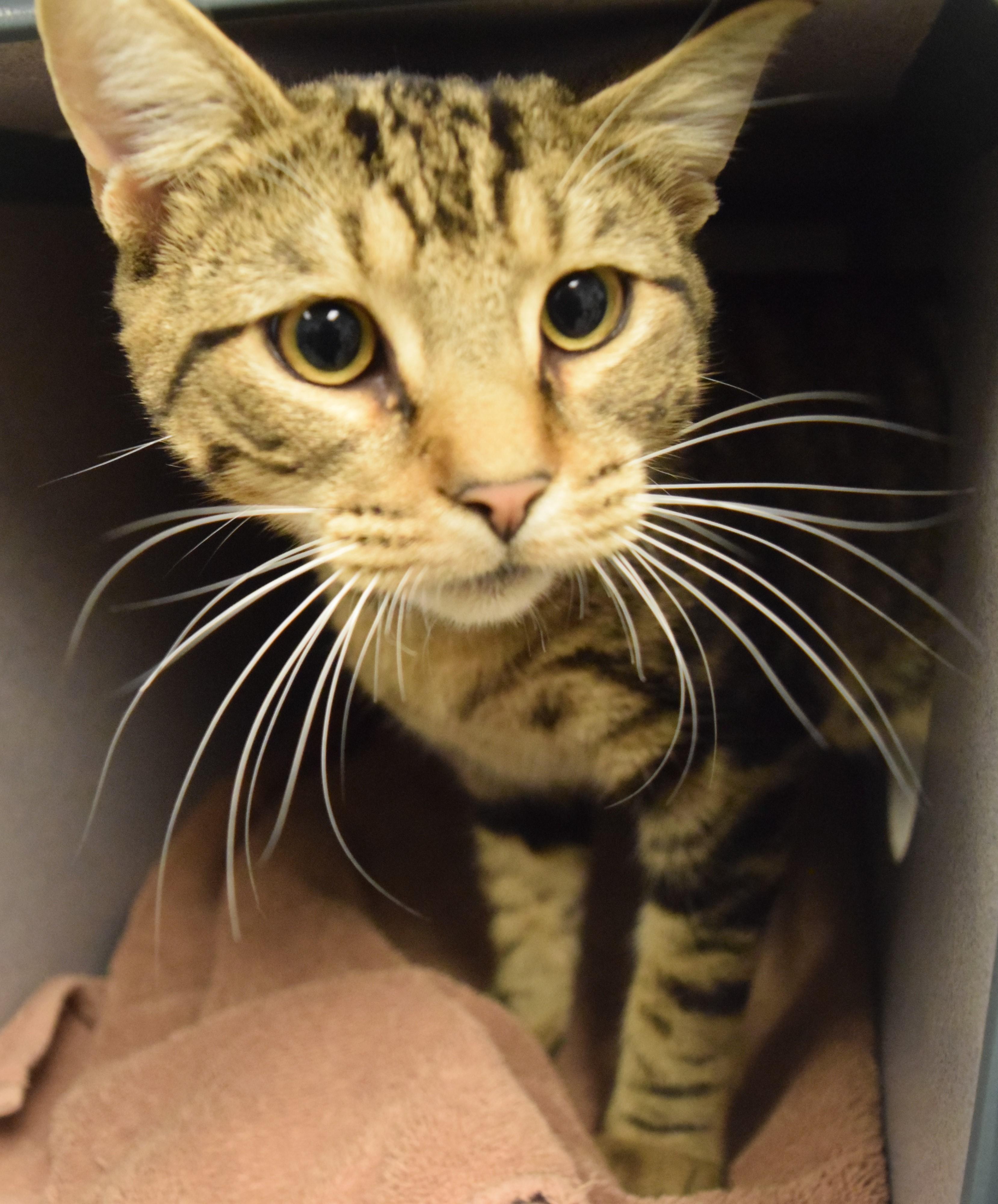 Cat for adoption - #21481, a Domestic Short Hair in Broken Arrow, OK ...