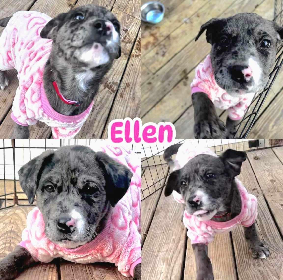 Dog for adoption - Ellen, a Catahoula Leopard Dog & Black Labrador ...