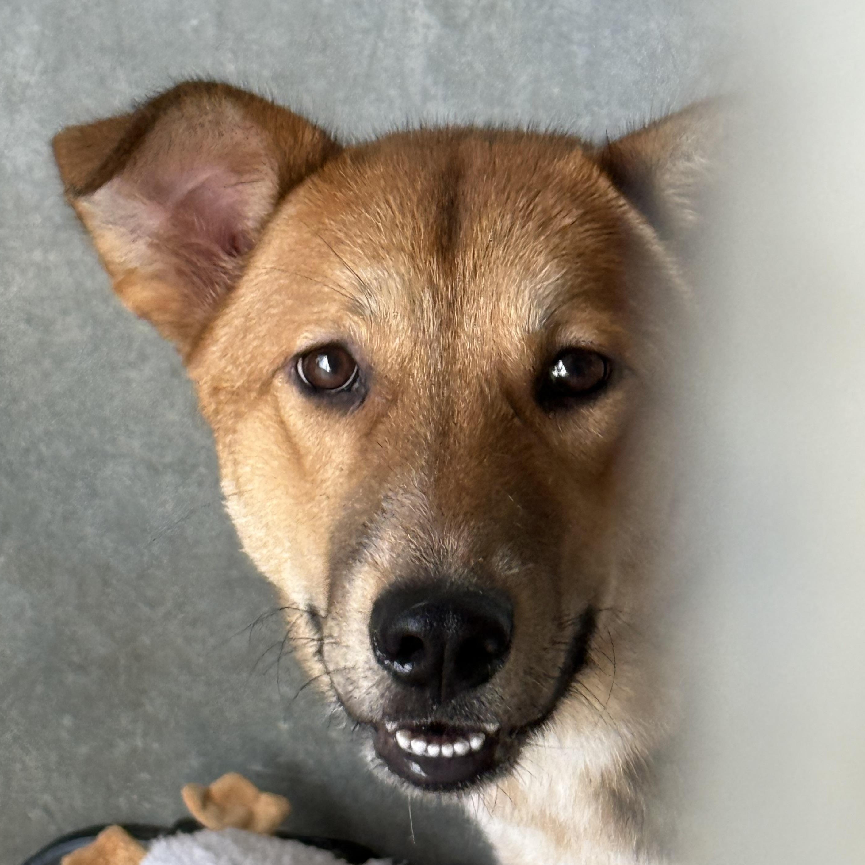 Dog for adoption - Delilah, a Mixed Breed in Snohomish, WA | Petfinder