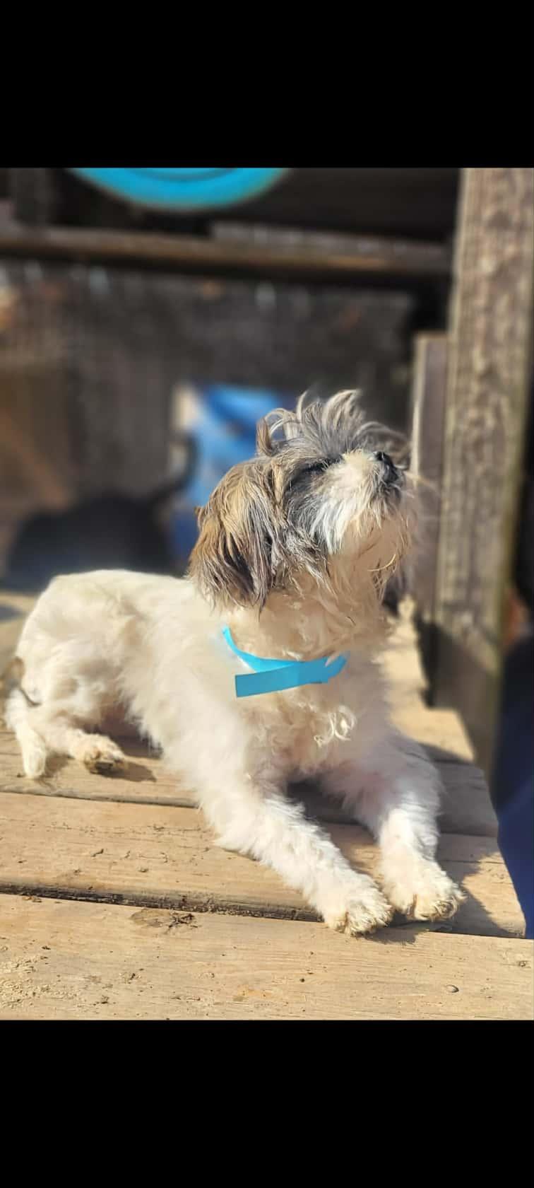 Dog Adopted - Carter In Rhode Island a Shih Tzu Dog in West Warwick, RI ...