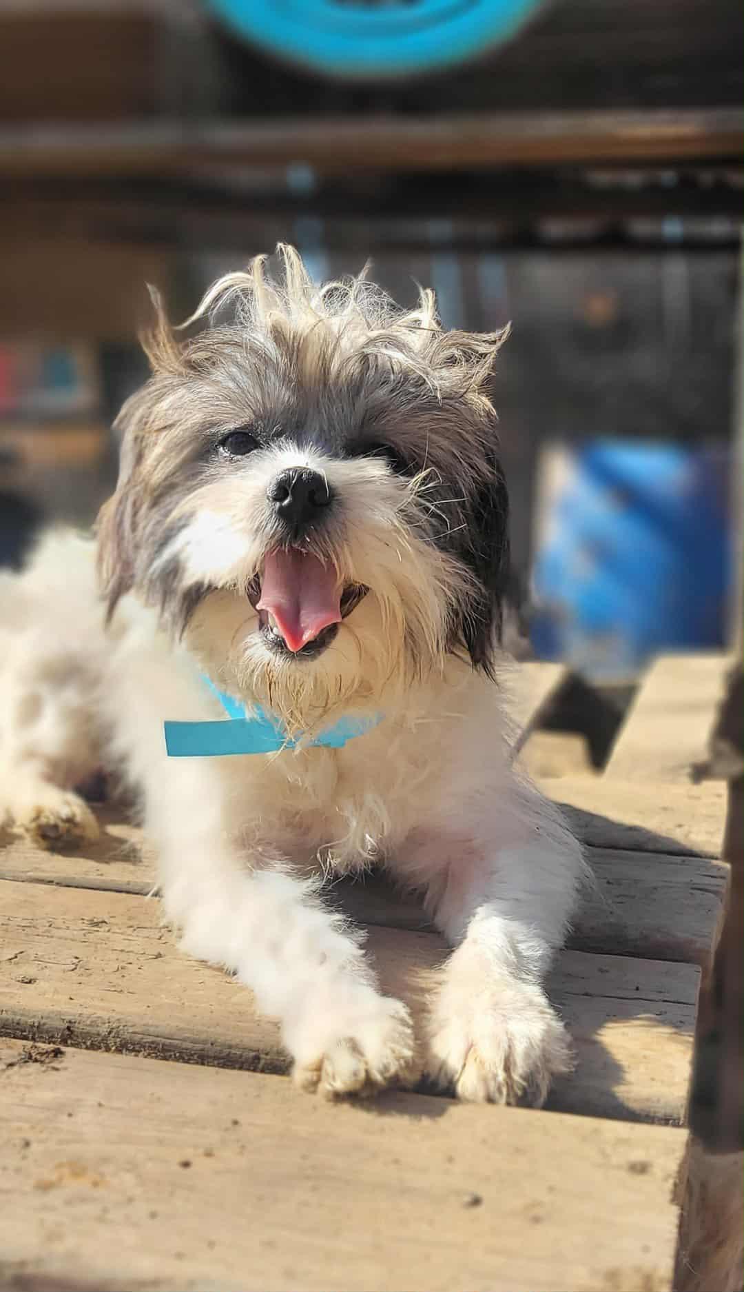 CARTER in RHODE ISLAND - Adoptable Pet | Petfinder | Petfinder