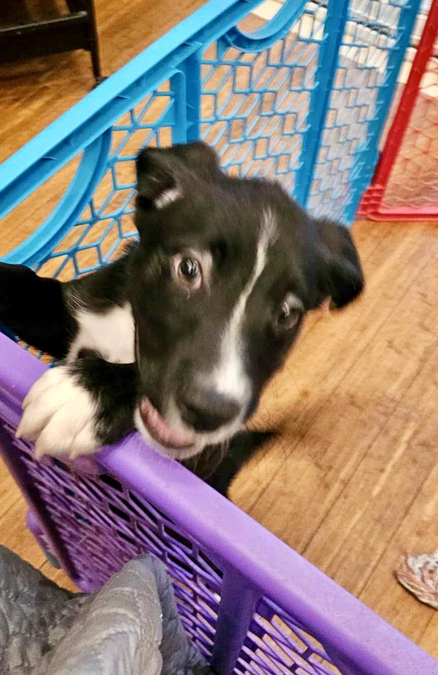 Dog for adoption - Bear, a Border Collie Mix in Charlotte , NC | Petfinder