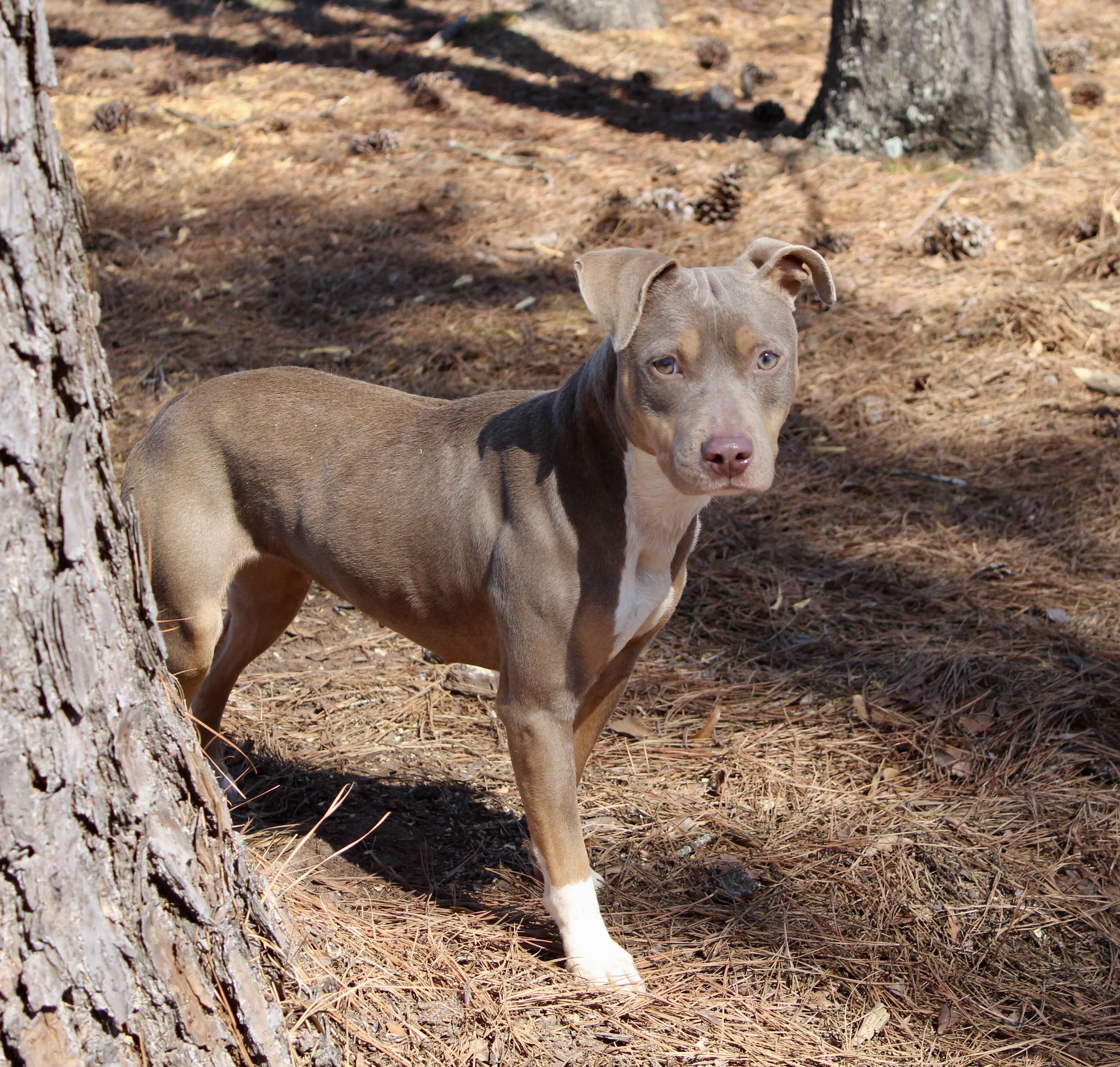 Dog for adoption - Princess, a Pit Bull Terrier Mix in Pell City, AL ...