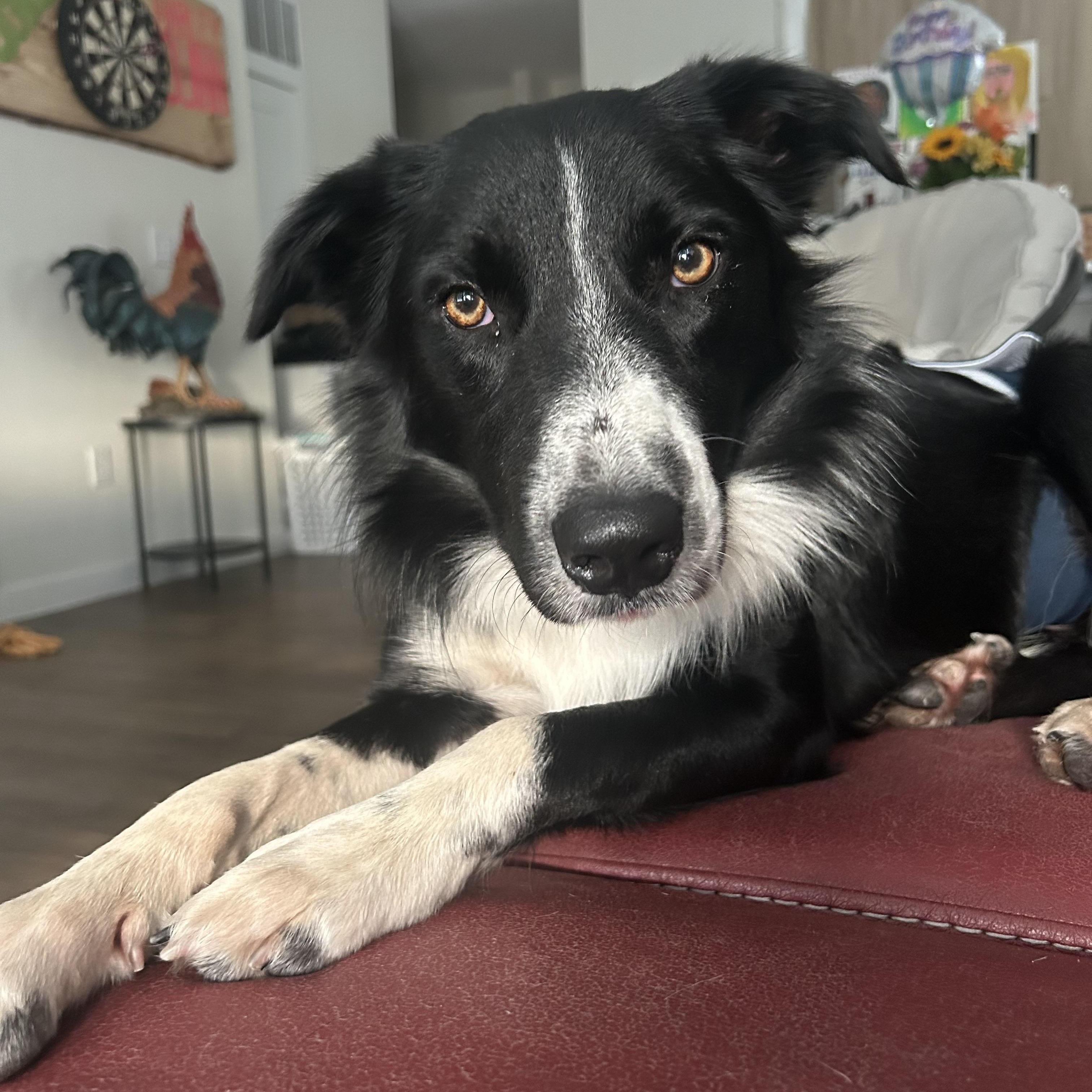 Dog for adoption - Nedd, a Border Collie Mix in Greenville, SC | Petfinder