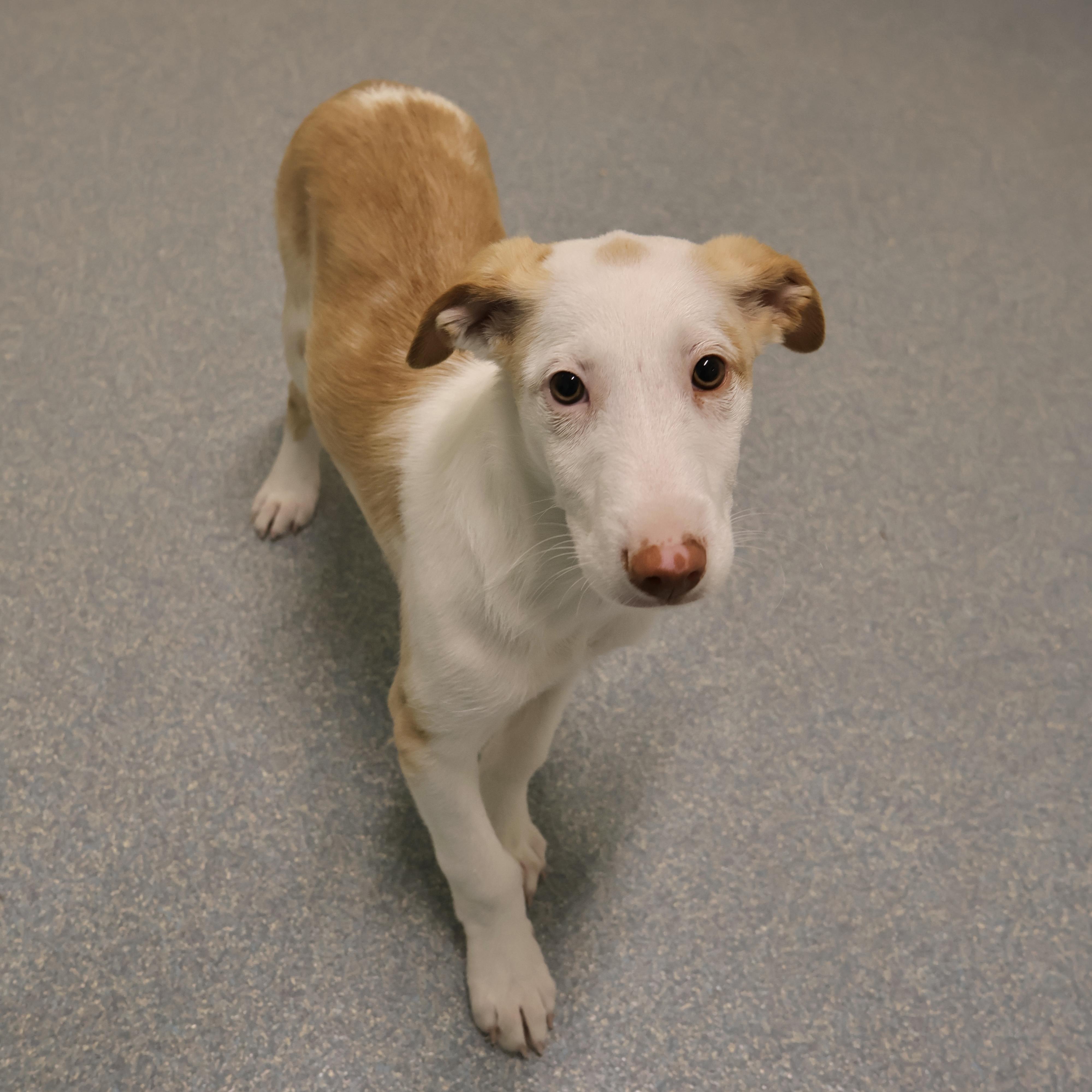 Dog for adoption - Porto, a Portuguese Podengo Mix in Briarcliff Manor ...