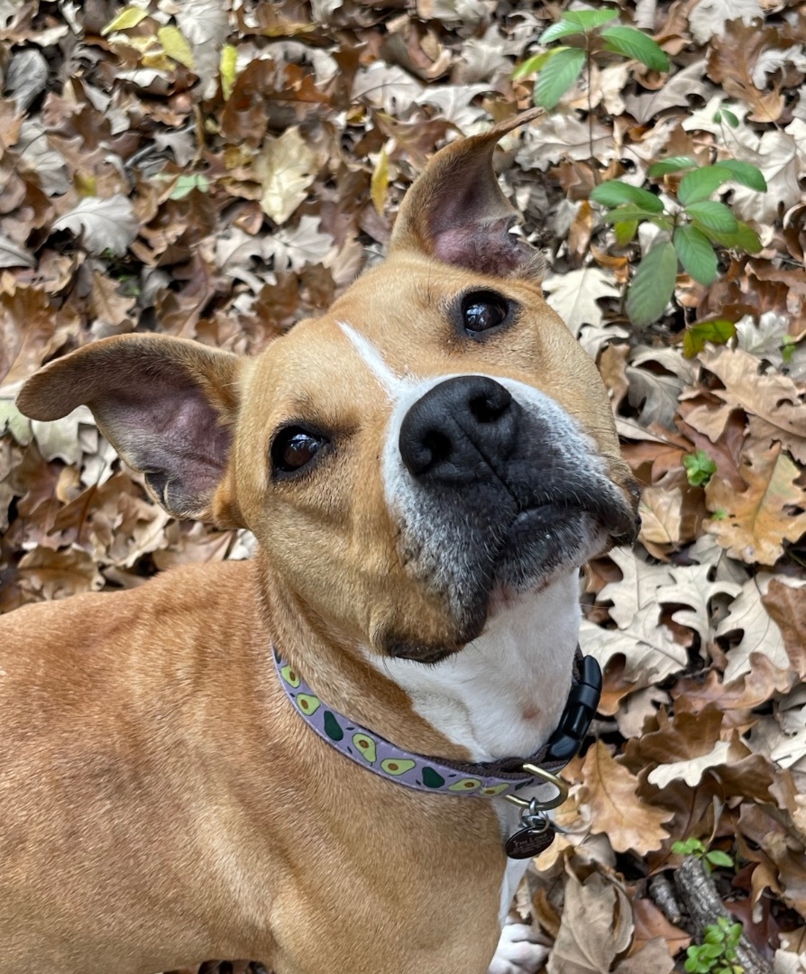 Dog for adoption - Bella, a Boxer in Olympia, WA | Petfinder