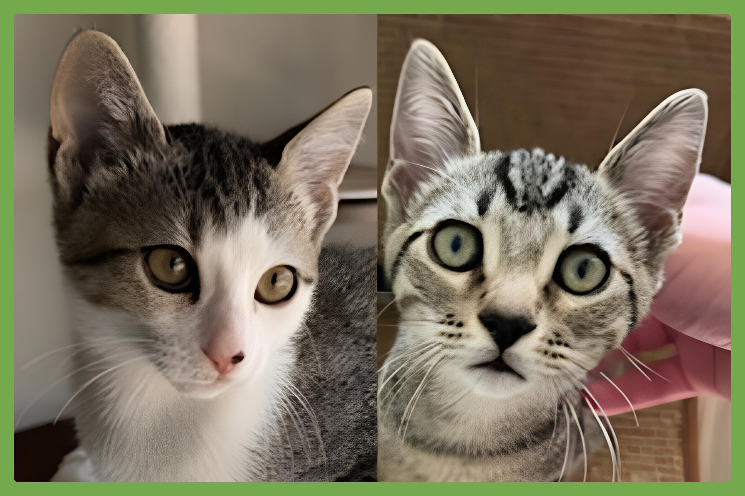 Cat for adoption - Athena and Slug, a Domestic Short Hair in Portland ...
