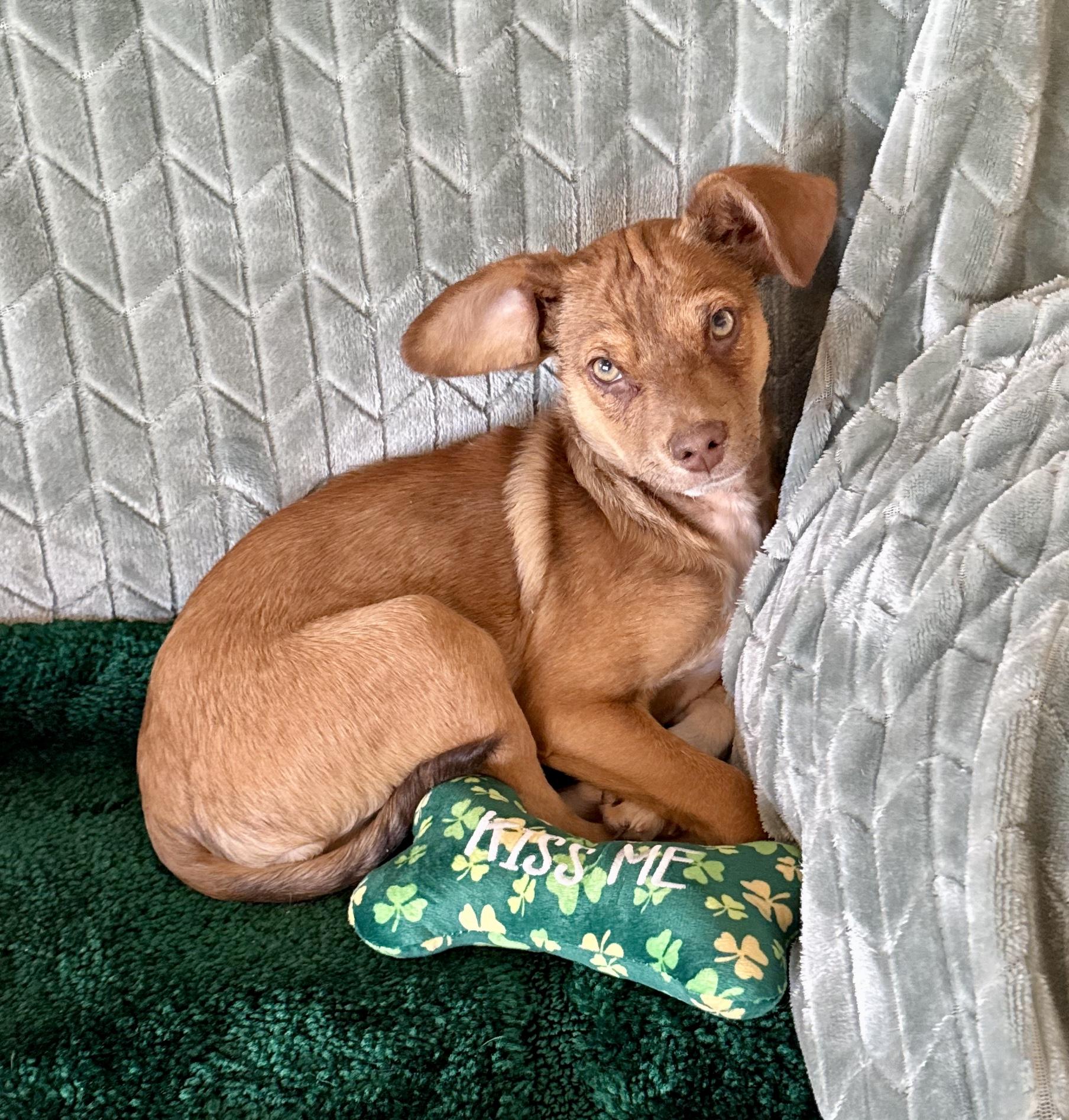 Dog for adoption - Kadan, a Rat Terrier & Chihuahua Mix in Nanuet, NY ...