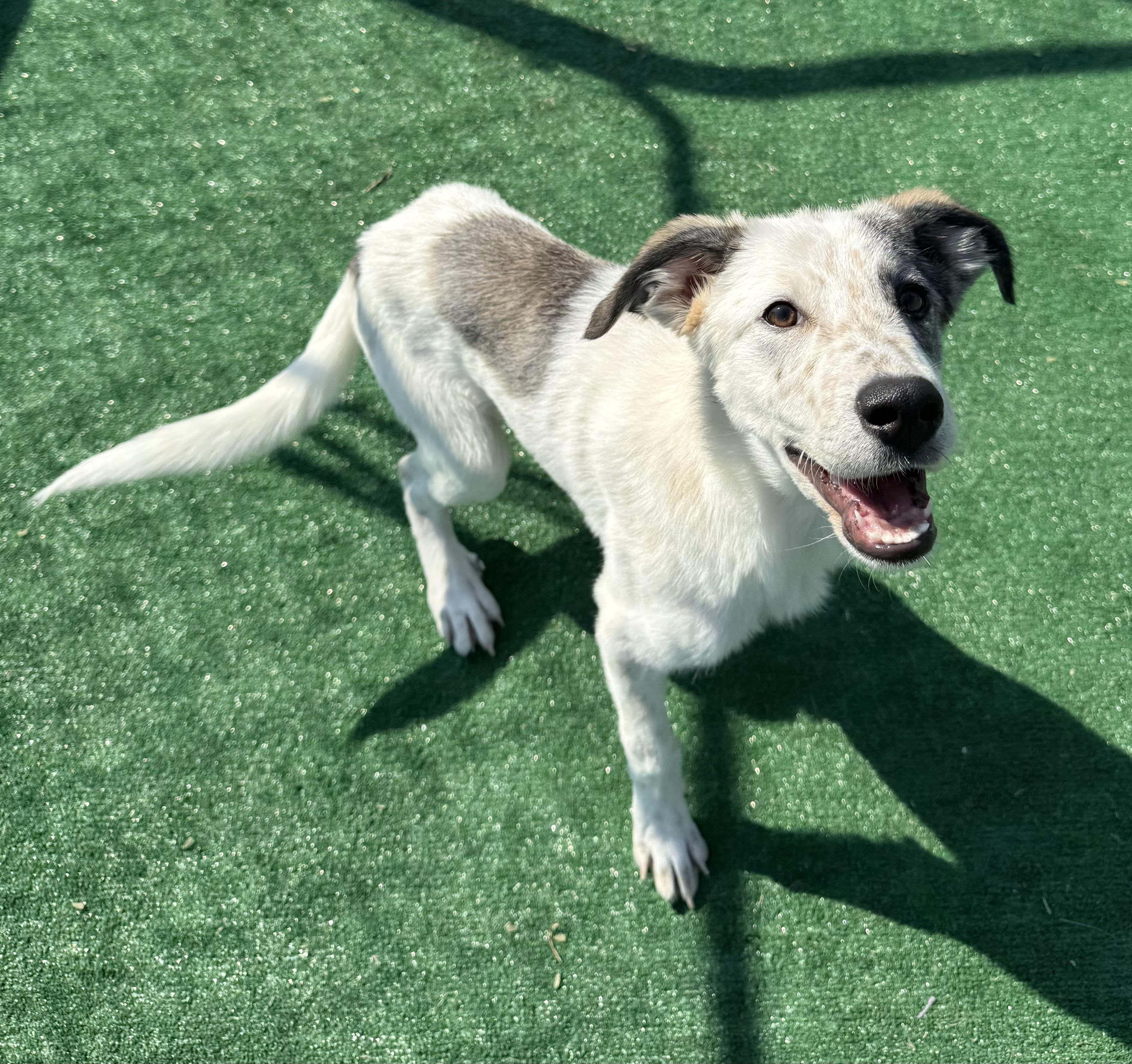 Dog for adoption - Bennie, a Great Pyrenees & Anatolian Shepherd Mix in ...