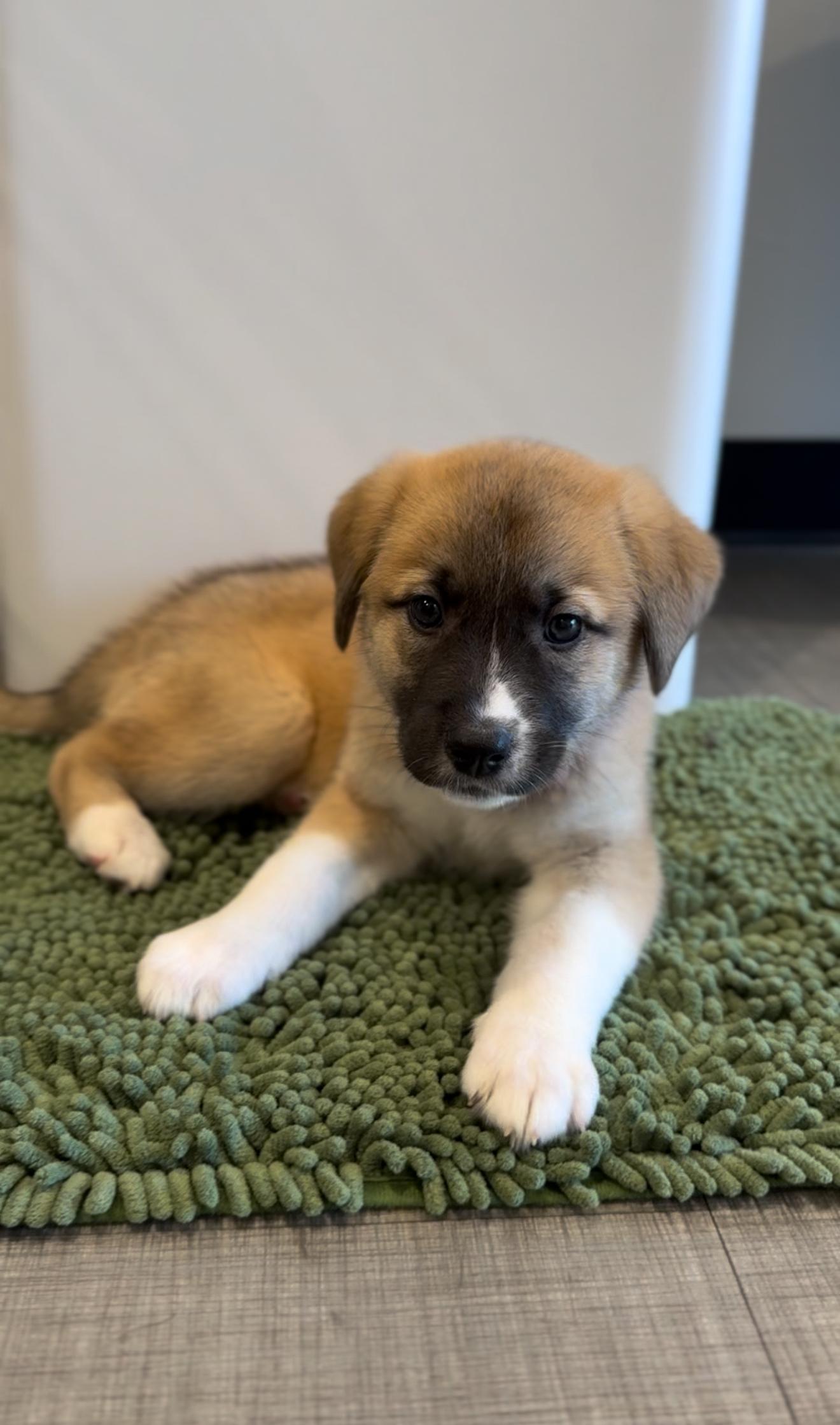 Gulia - Adoptable Pet | Petfinder | Petfinder