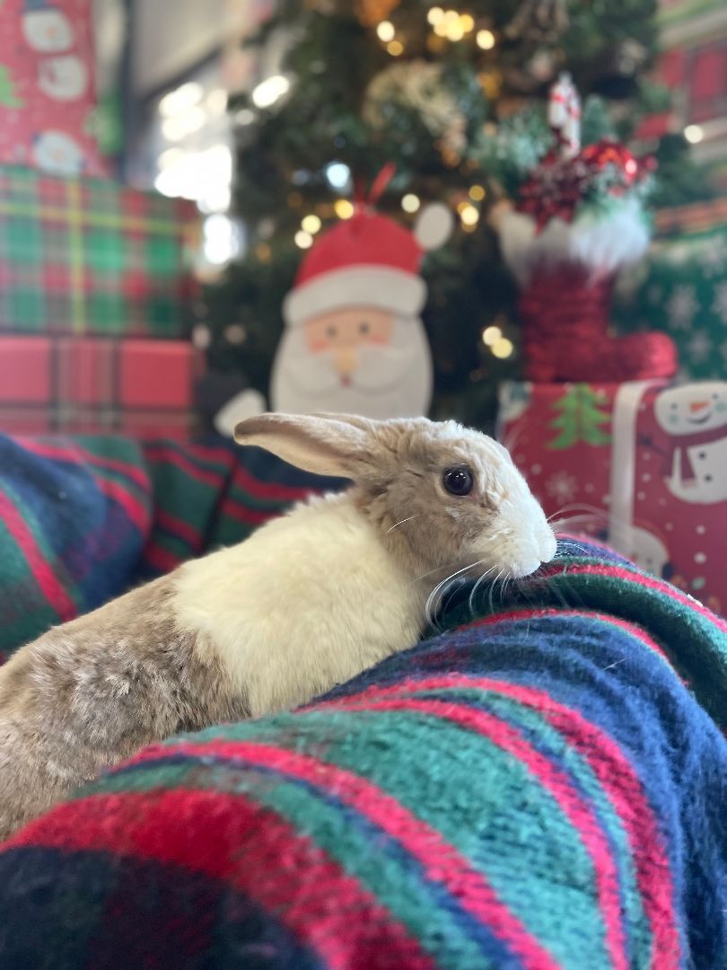 Rabbit for adoption - Fiona, a Dutch in Los Angeles, CA | Petfinder