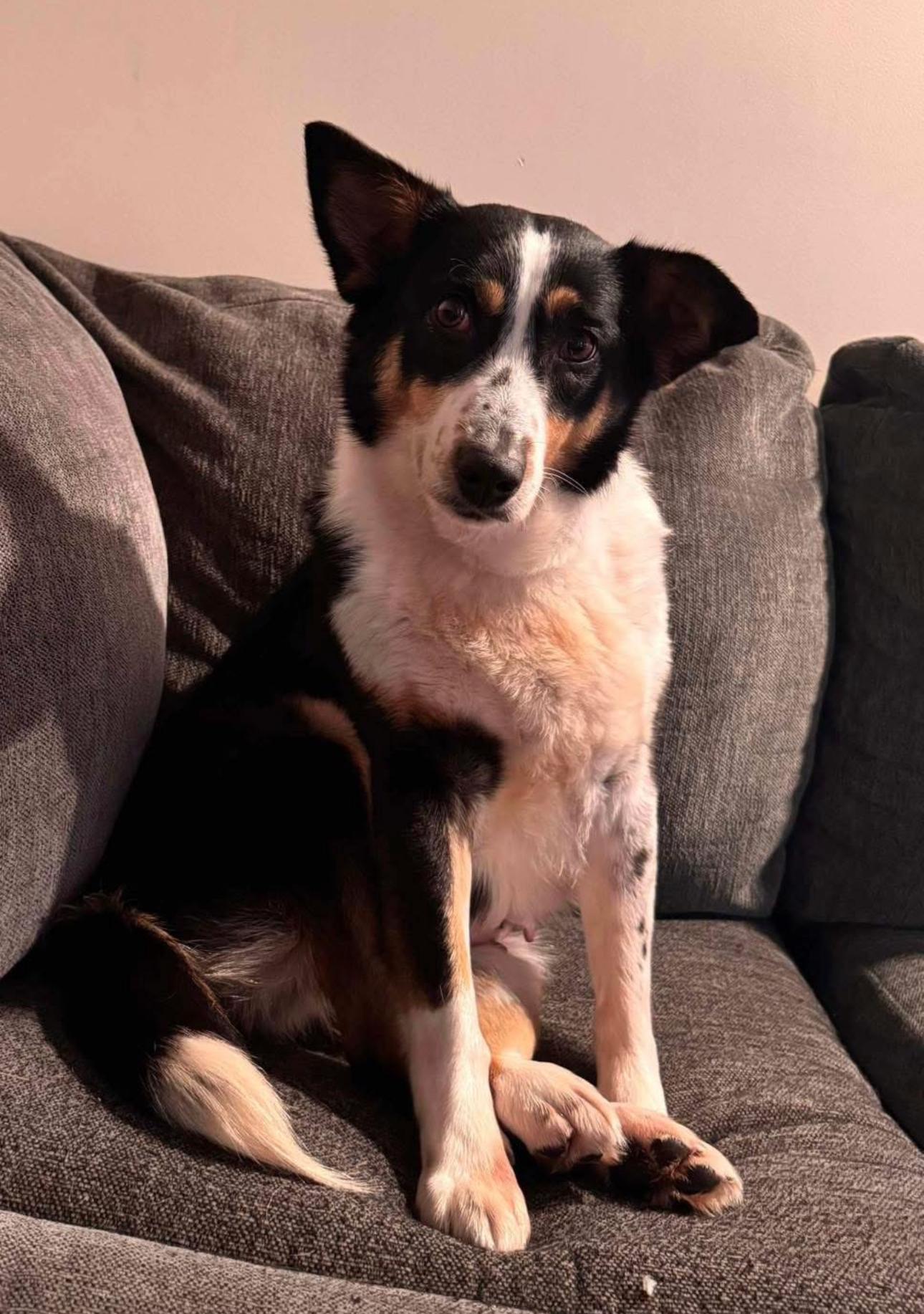 Dog for adoption - Evie, a Cattle Dog Mix in Kutztown, PA | Petfinder