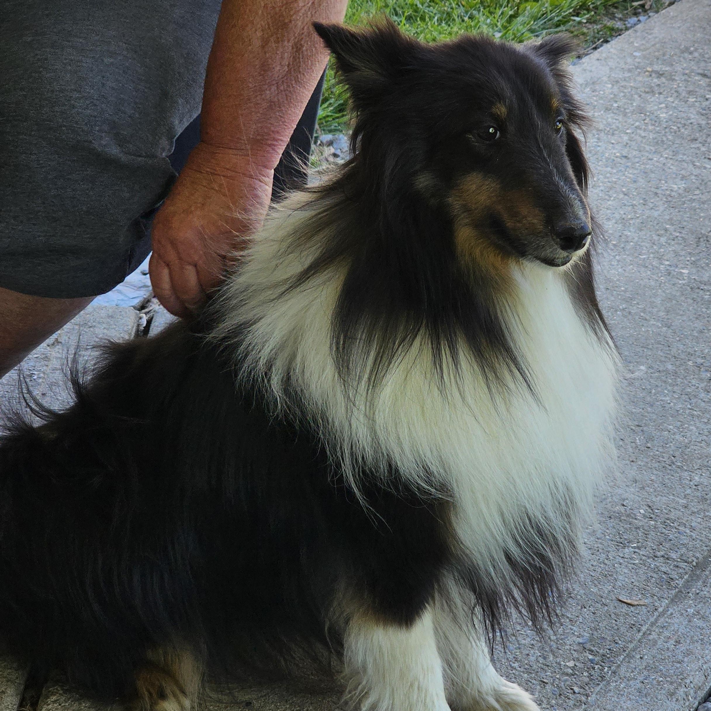 Dog for adoption - Skye-$100 of adoption fee sponsored, a Shetland ...